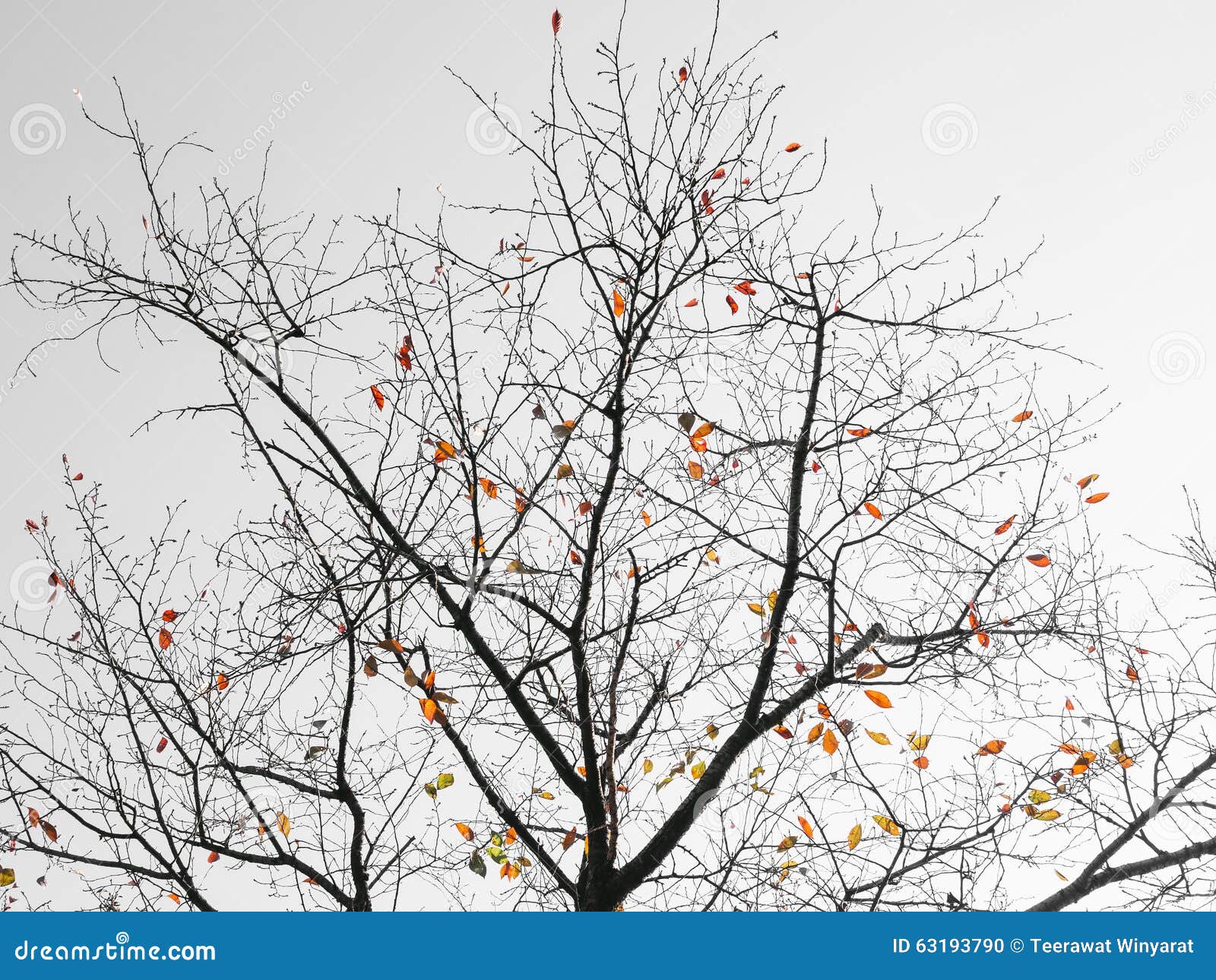 Tree Branch with Red Autumn Leaves Stock Photo - Image of surface, tree ...