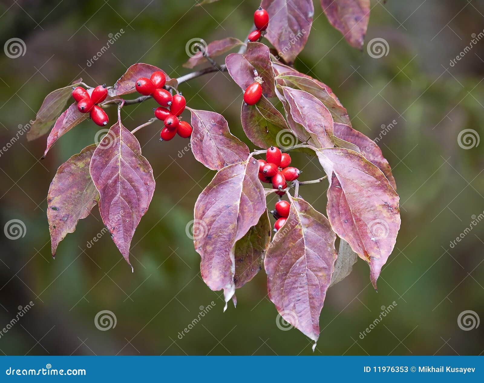 Tree Branch with Red Leaves Stock Image - Image of lush, bough: 11976353