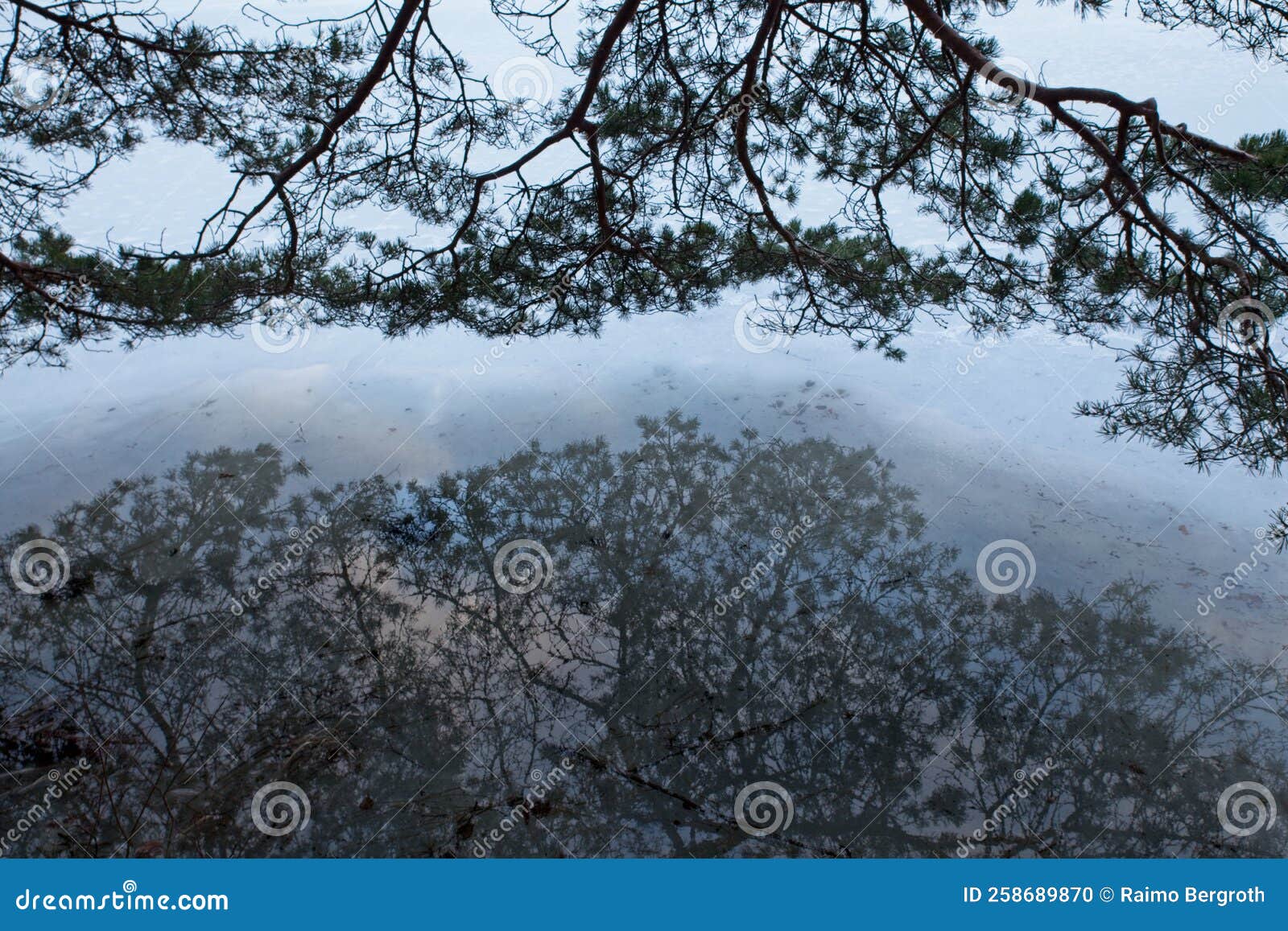 Tree Branch and Reflection. Stock Photo - Image of water, natural ...