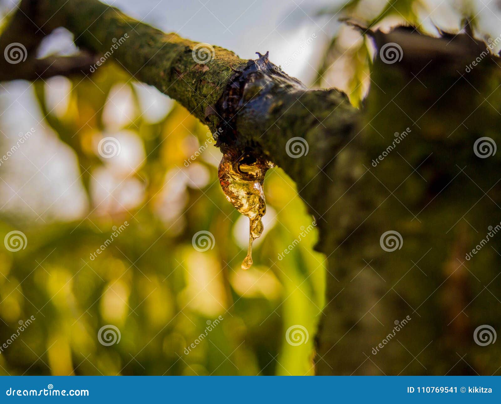 Tree branch with resin stock image. Image of nature - 110769541
