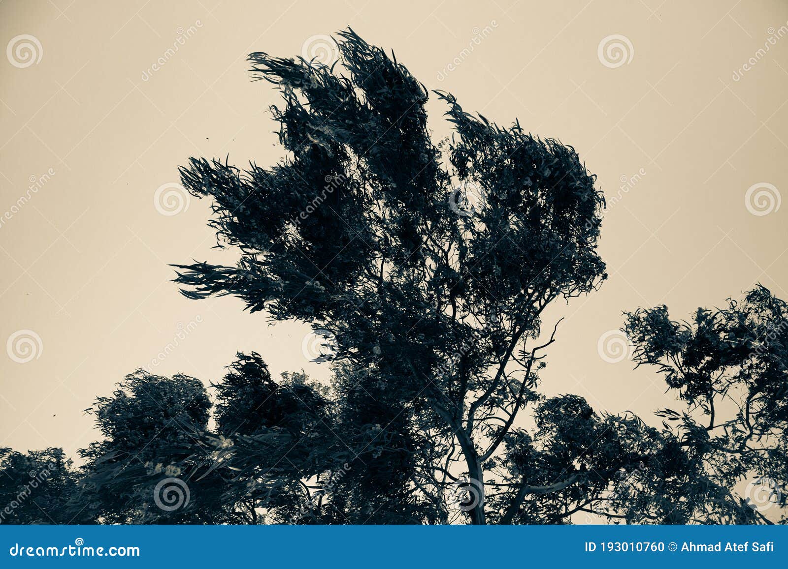 A Tree Branch Rises Tall in the Infinite Sky Stock Photo - Image of ...