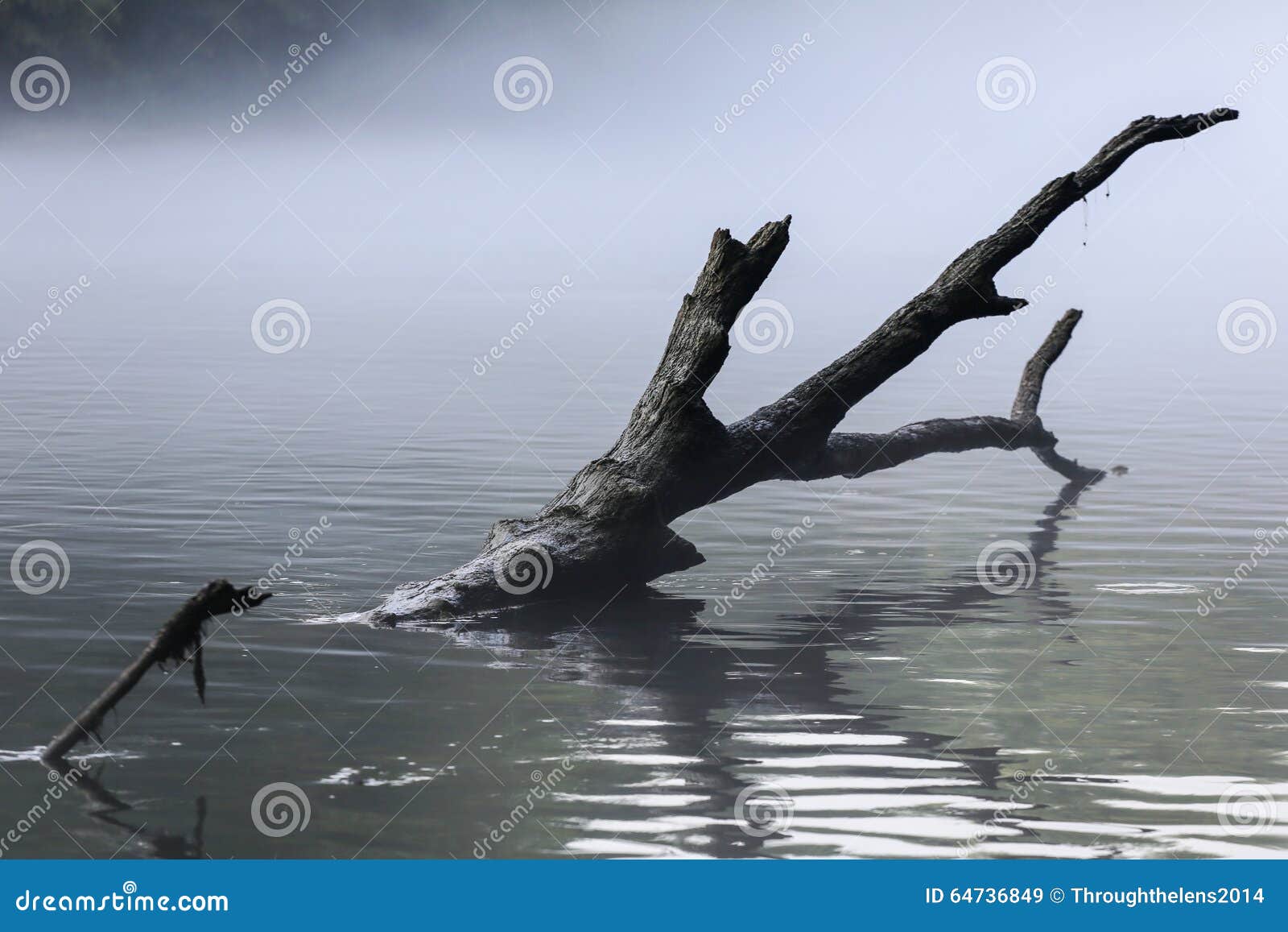 Tree Branch in a River Stream with Gray Mist Stock Image - Image of ...