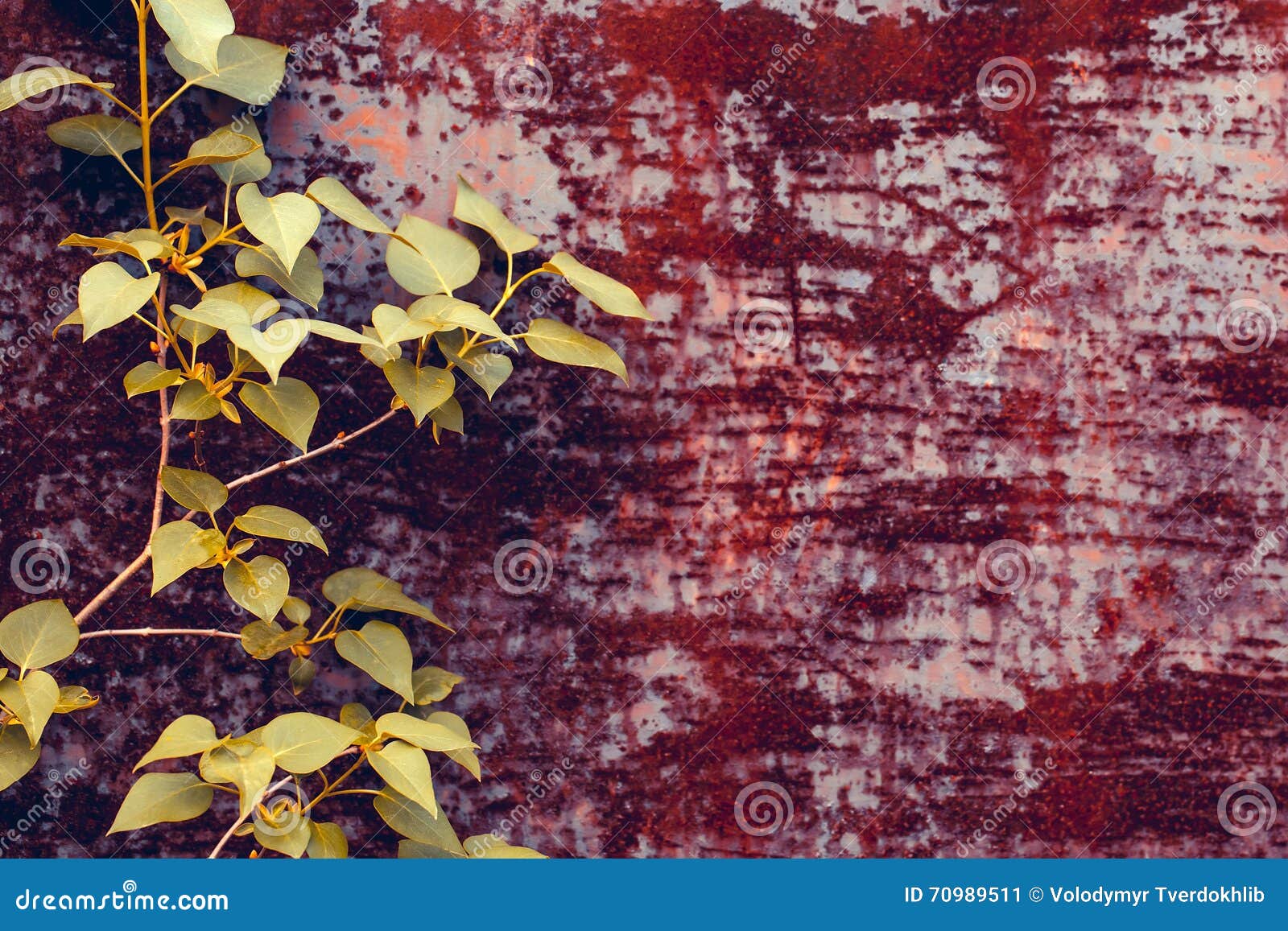 Tree Branch on Rusty Background Stock Image - Image of fresh, corrosion ...