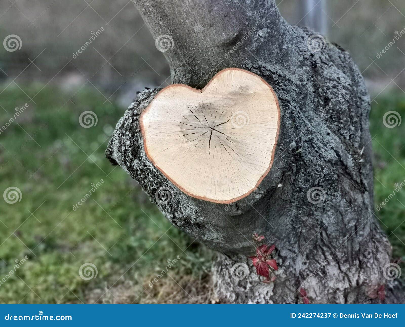 Tree Branch Sawed Off in Heart Shape Stock Image - Image of heart ...