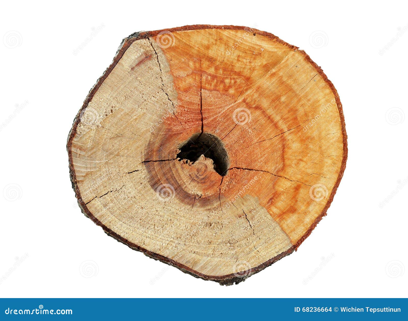 Branch Cross Section Of A Feather Moss, With Polarization Royalty-Free ...