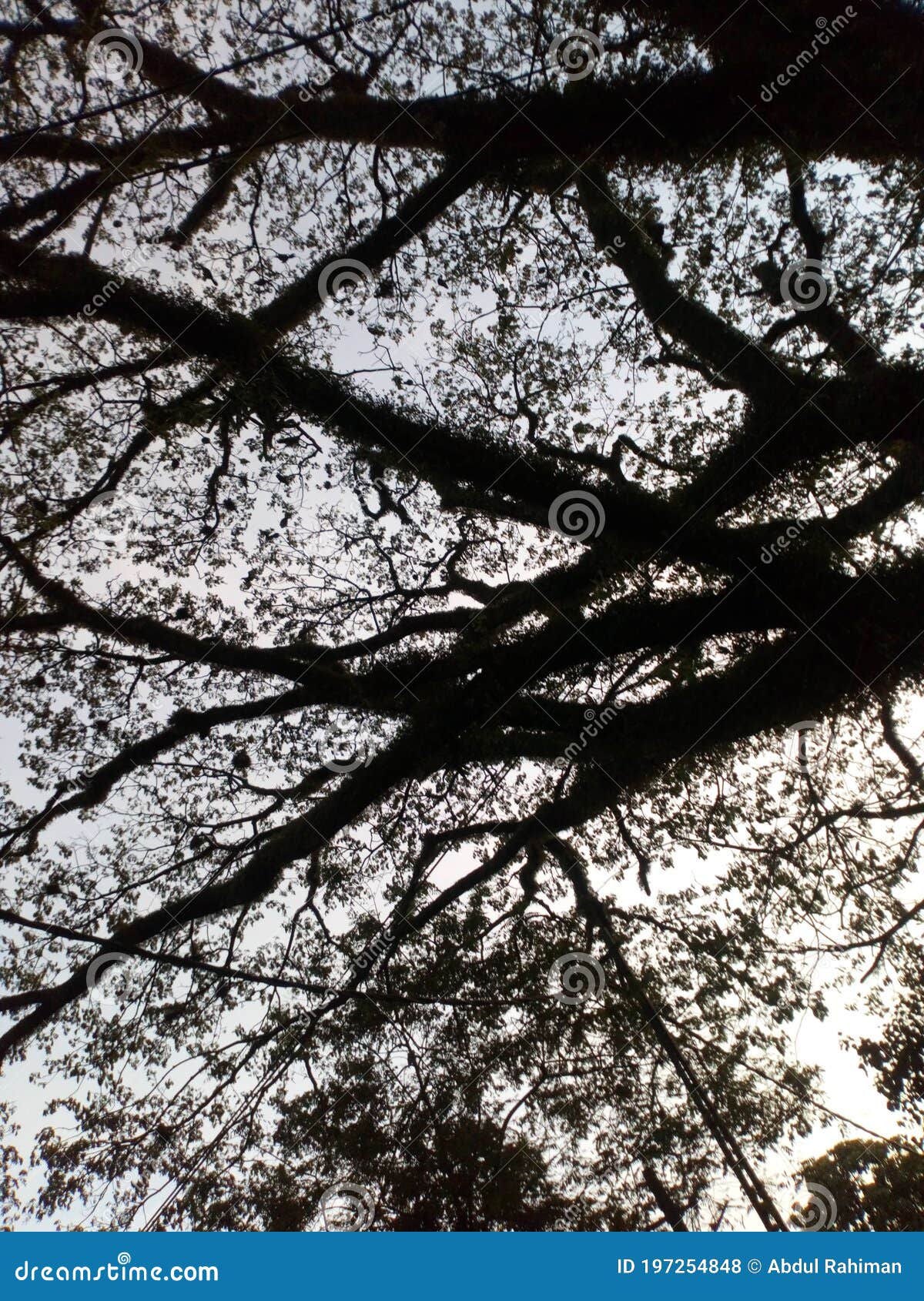 Tree branch shadow stock photo. Image of flower, plant - 197254848