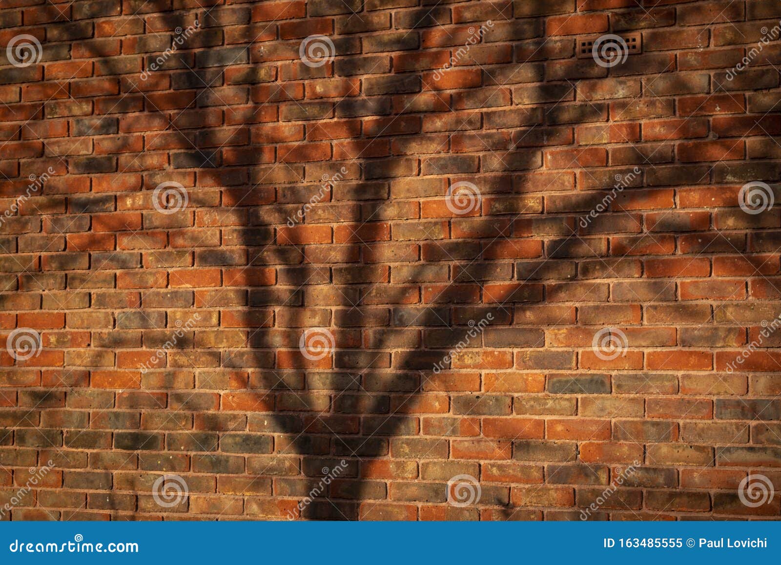 Tree Branch Shadows on a Brick Wall Stock Image - Image of sunset, dusk ...