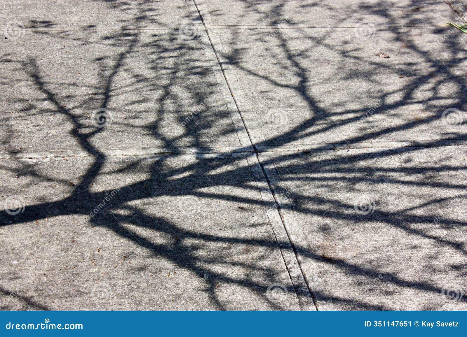 Tree Branch Shadows on Concrete Pathway Stock Image - Image of patterns ...