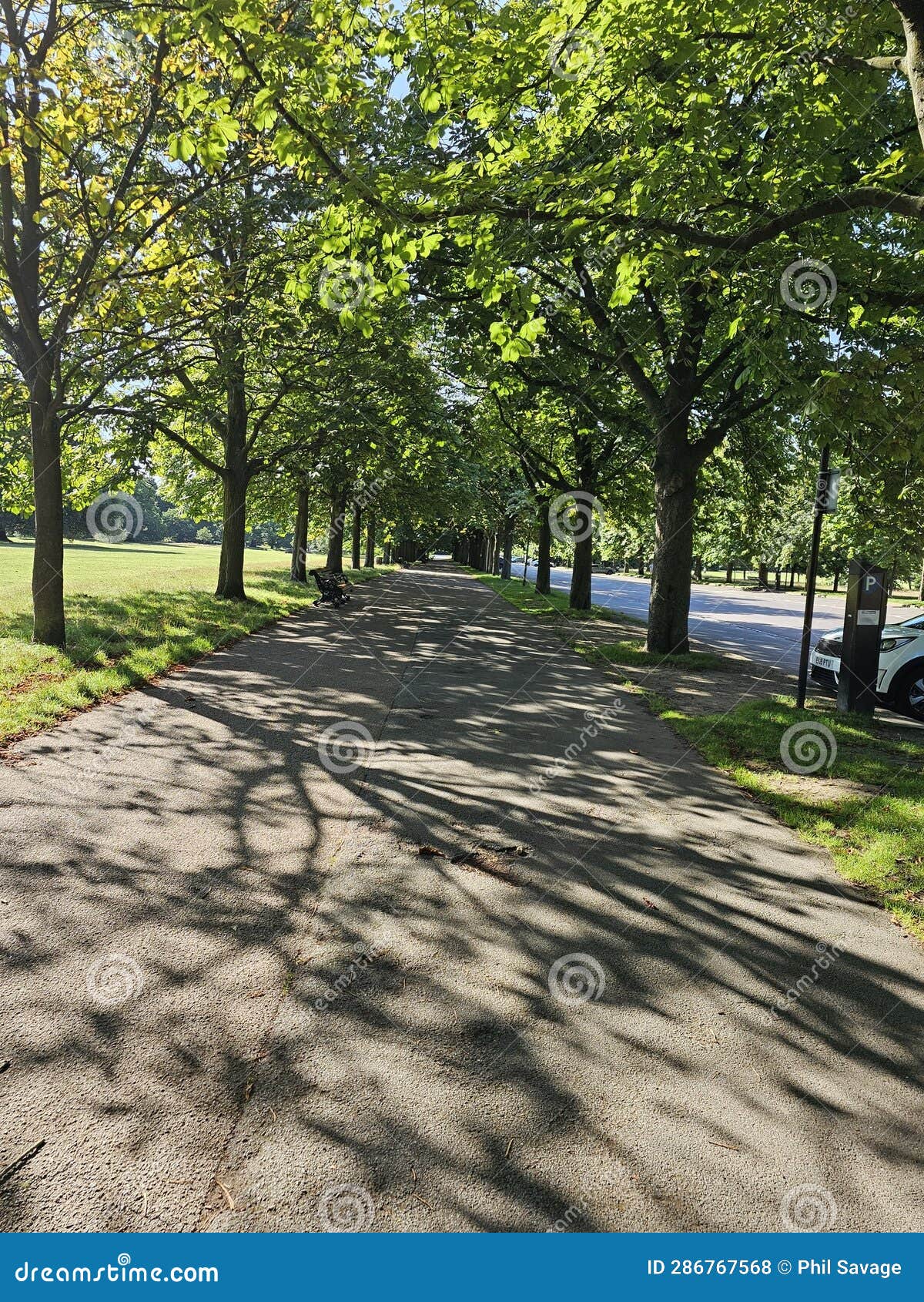 Tree Branch Shadows on a Path Stock Photo - Image of tree, branch ...