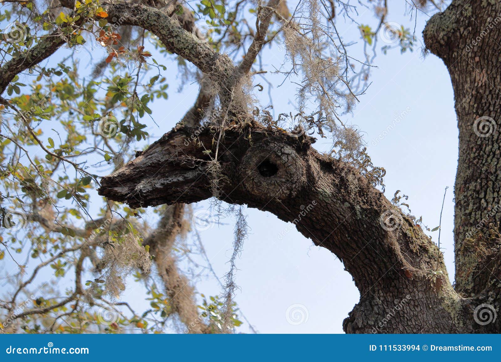Tree Branch in the Shape of a Bird Stock Photo - Image of beak ...