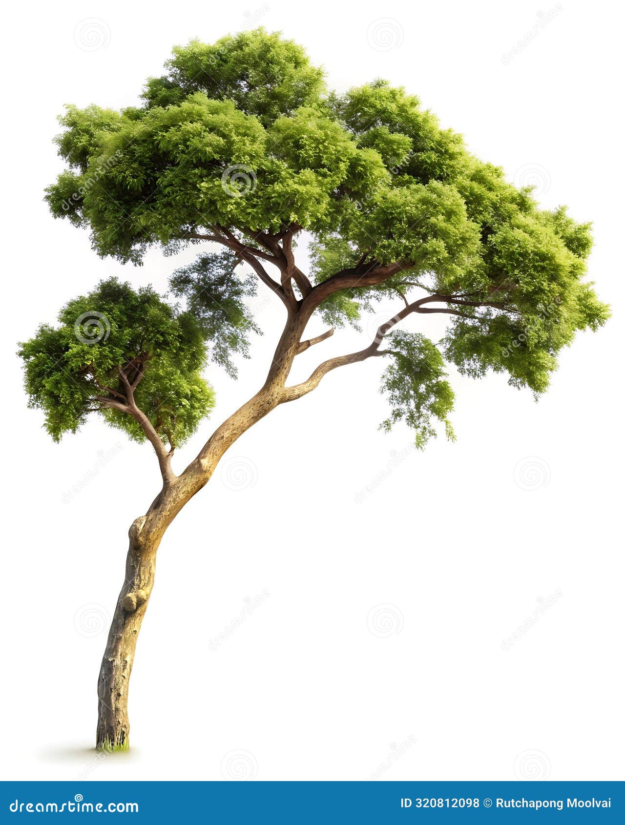 Tree Branch Side View on White Background Stock Illustration ...