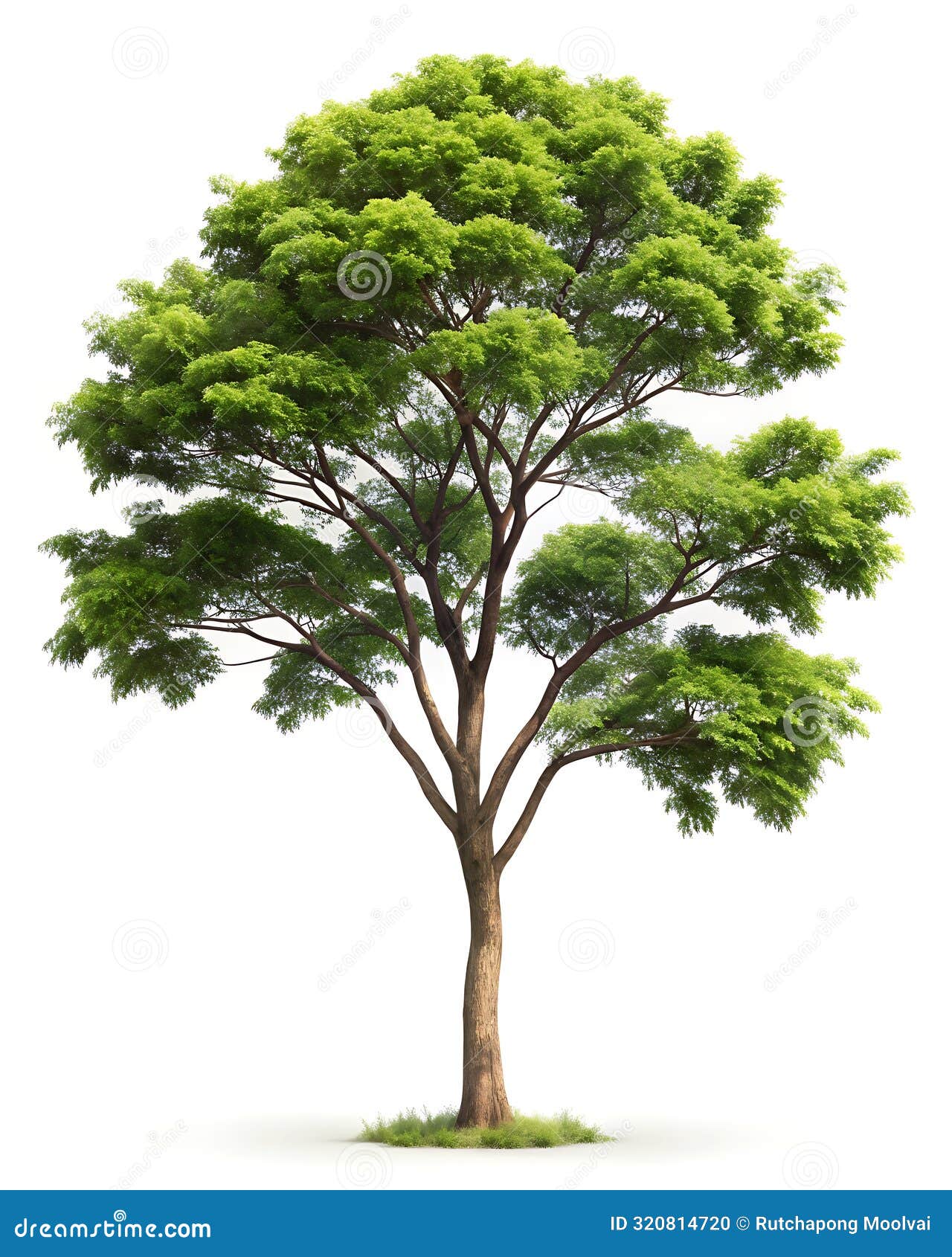 Tree Branch Side View on White Background Stock Illustration ...