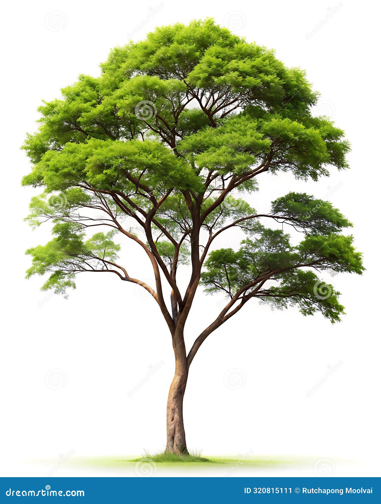 Tree Branch Side View on White Background Stock Illustration ...