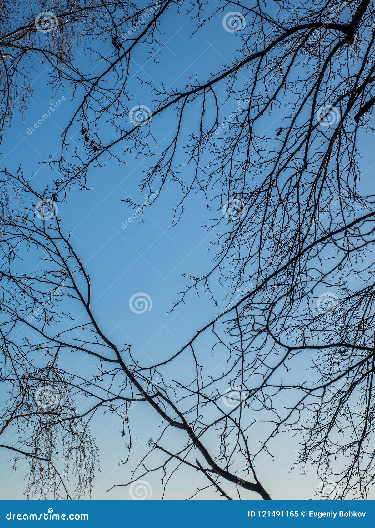 Tree Branch Silhouette Over Blue Sky Background, Dry Branches in Stock ...