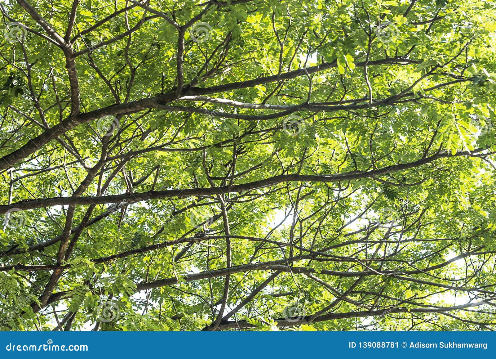 Tree Branch on Sky Background Stock Image - Image of park, nature ...