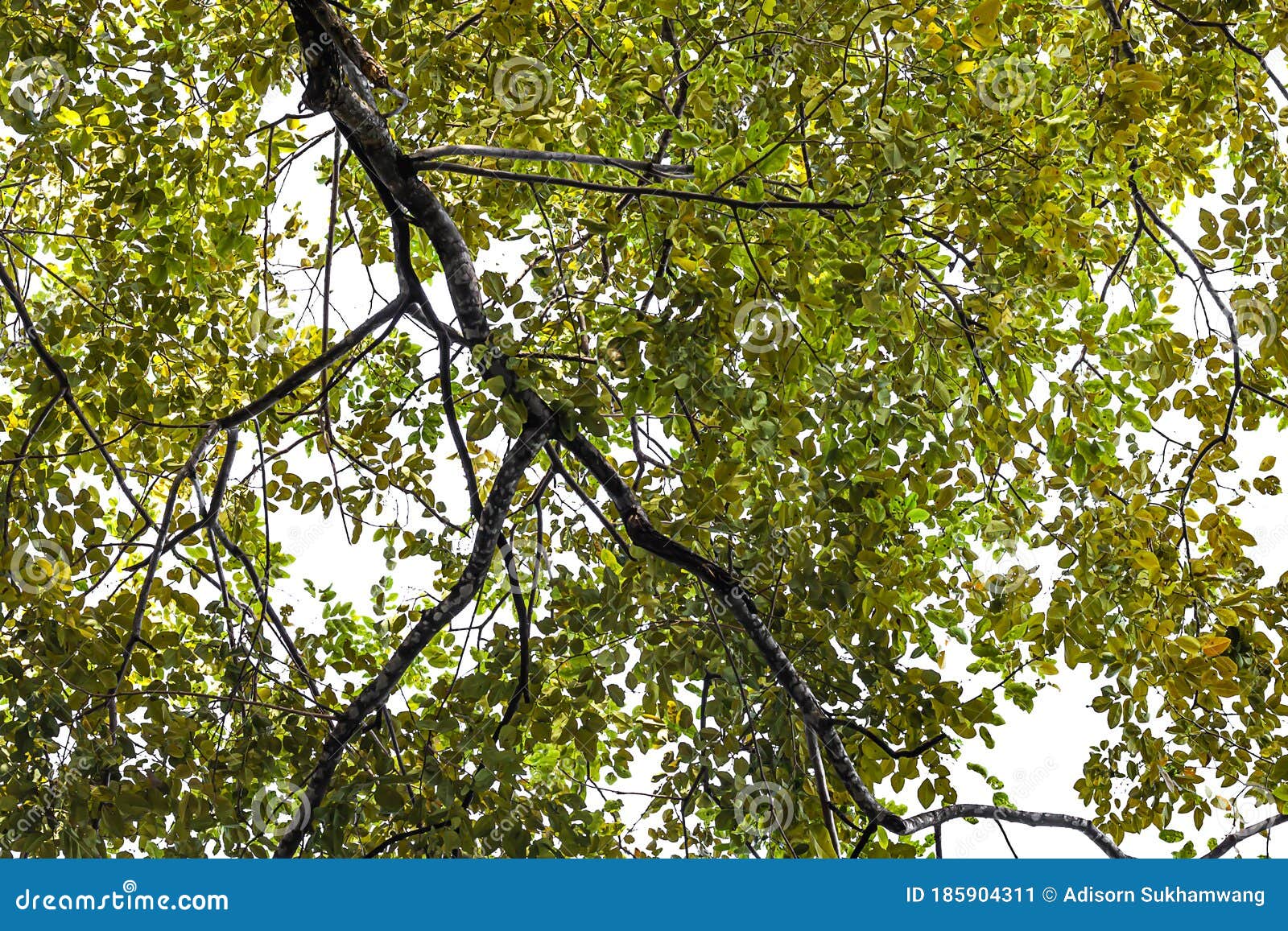 Tree Branch on Sky Background Stock Image - Image of sunlight, leaf ...