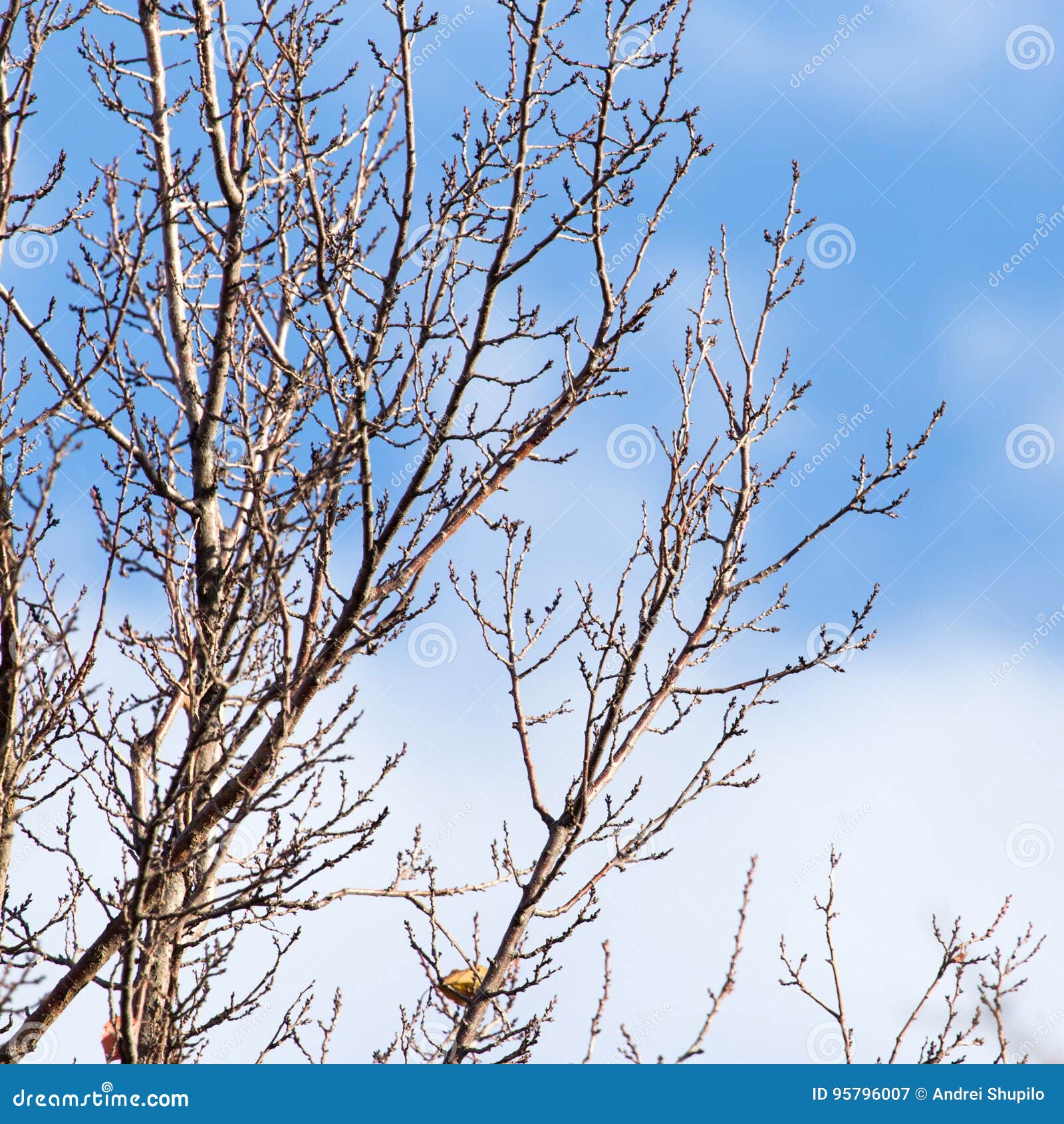 Tree Branch on the Sky Background Stock Image - Image of white ...