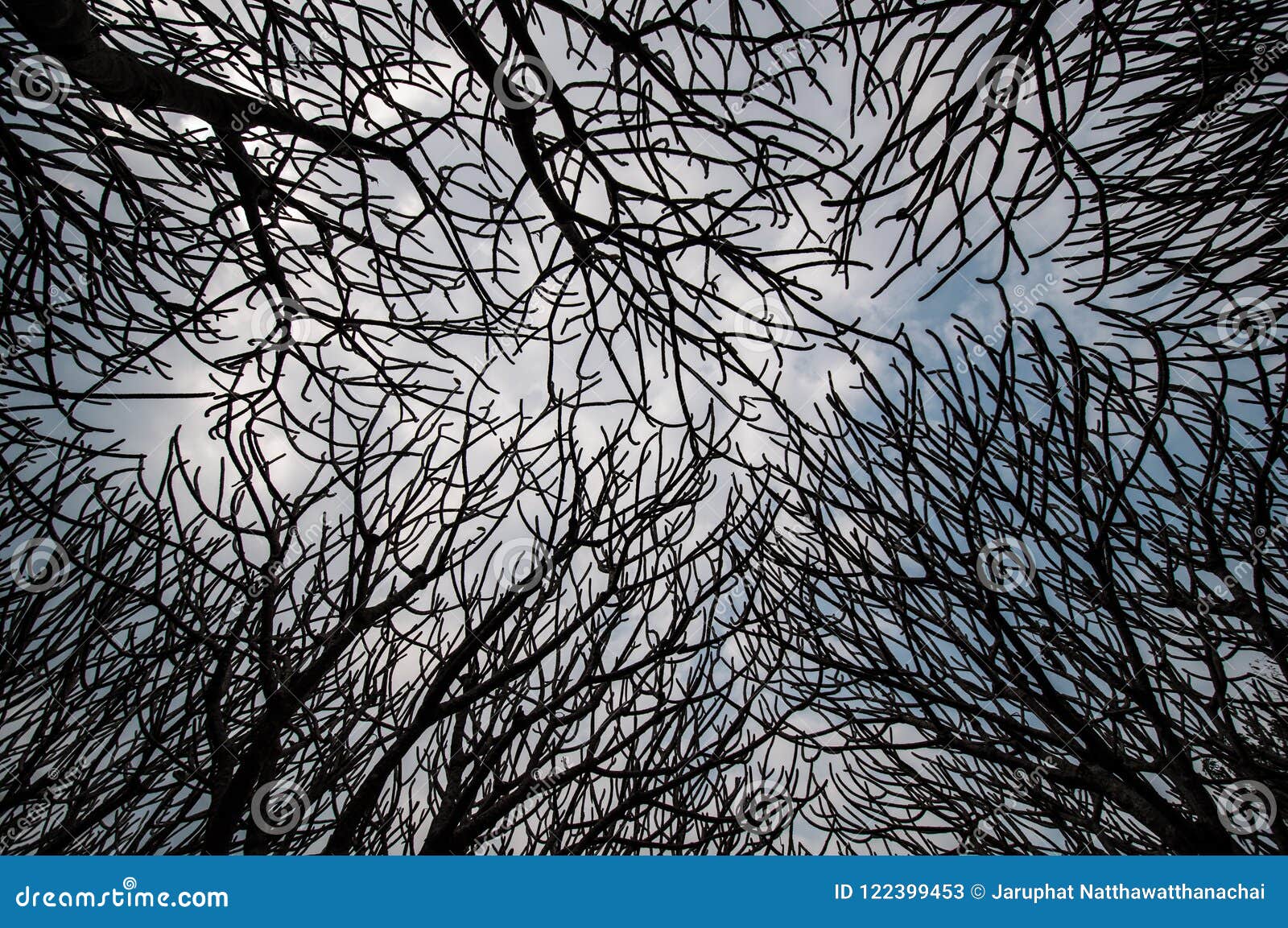 Tree Branch and the Sky stock image. Image of tree, branch - 122399453