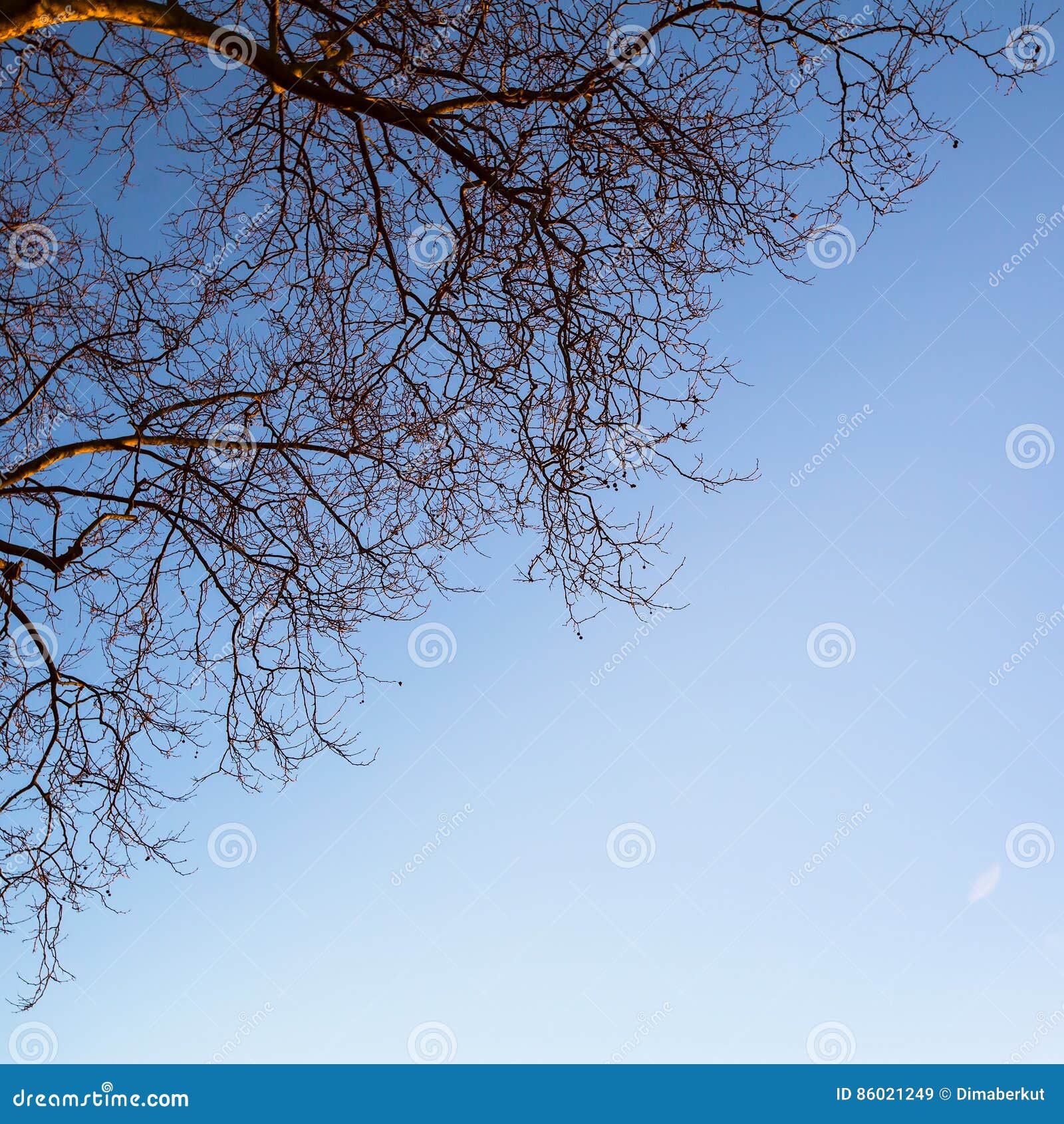 Tree Branch on Sky Background. Nature. Stock Image - Image of ...