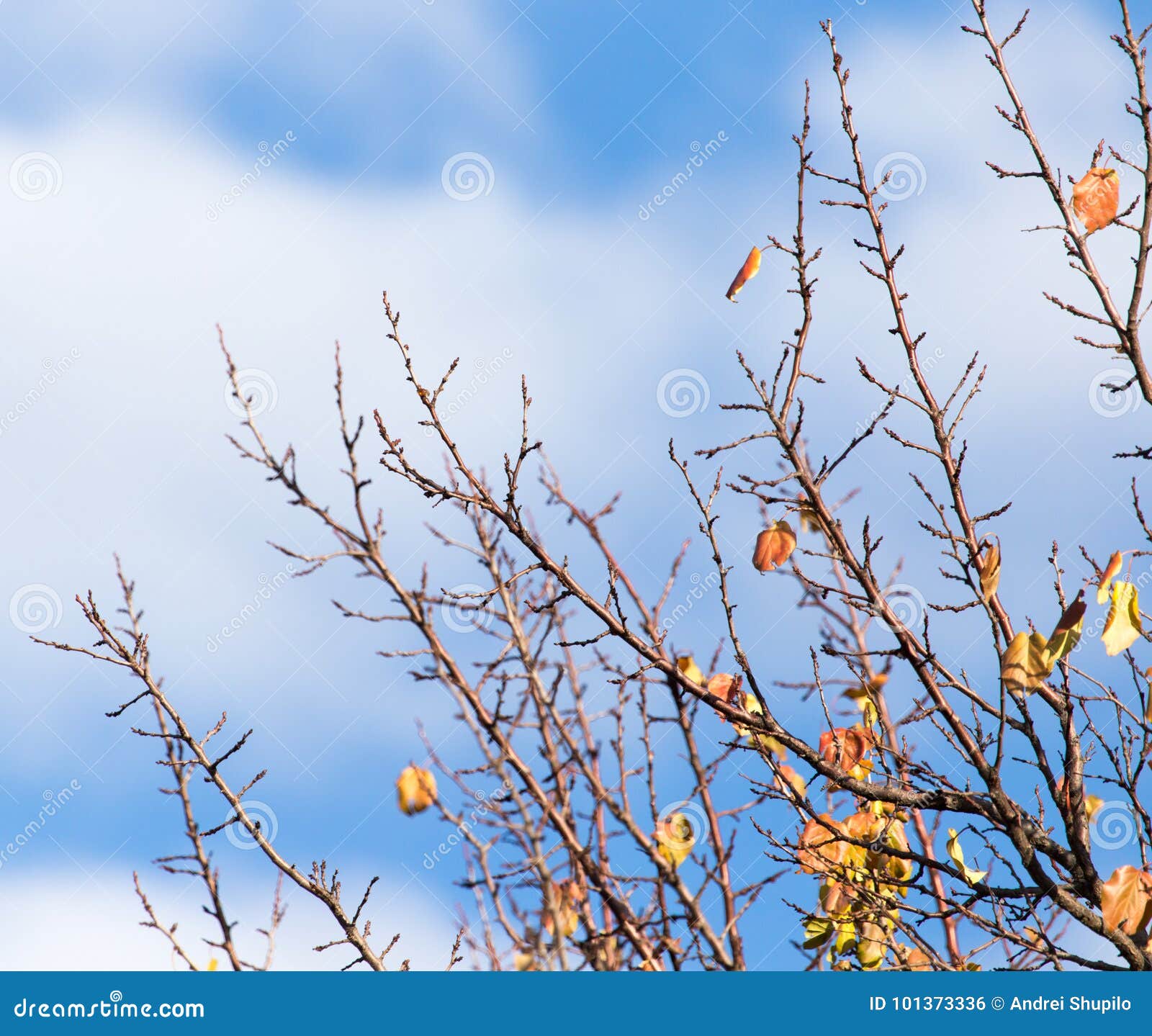 Tree Branch on the Sky Background Stock Photo - Image of branch ...