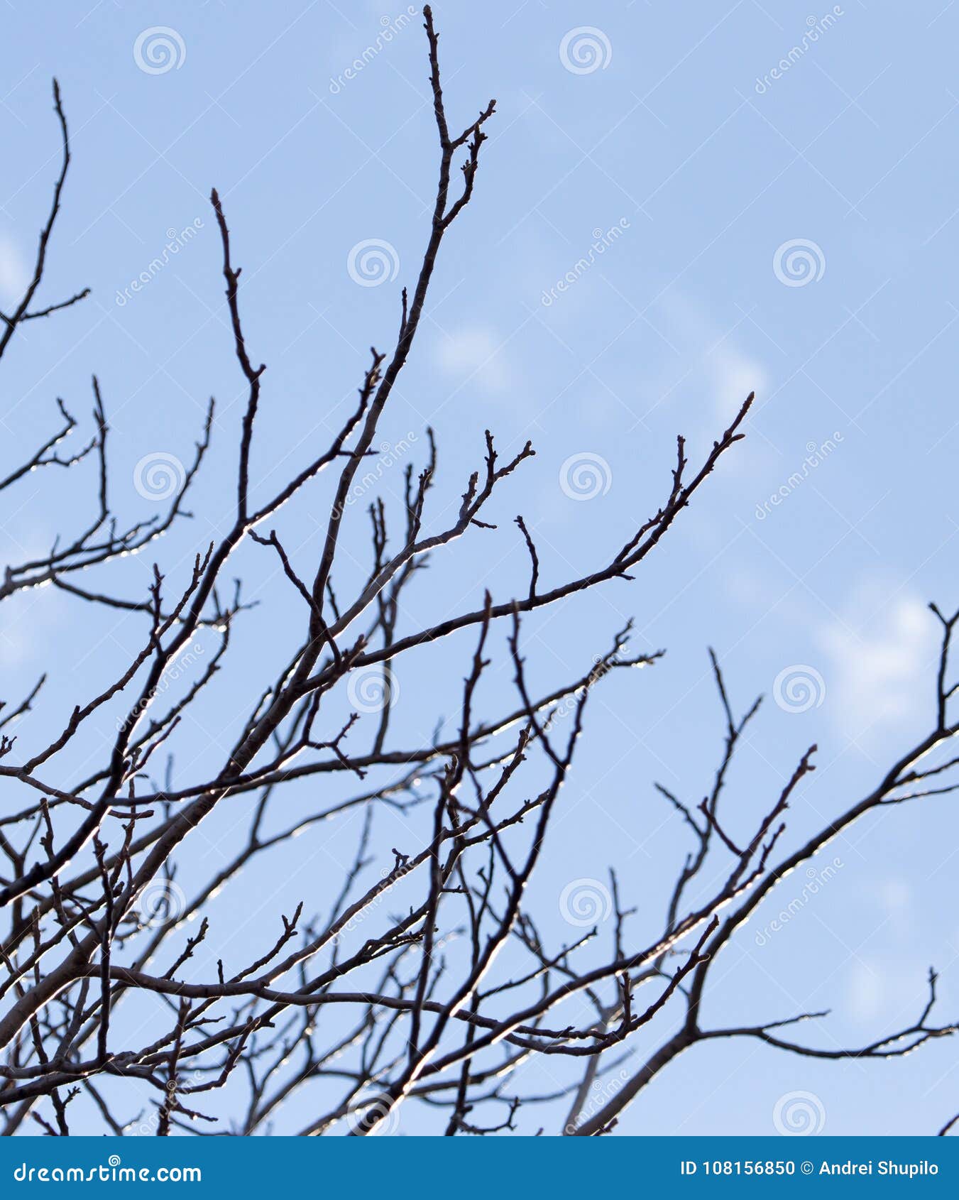 Tree Branch on the Sky Background Stock Photo - Image of background ...