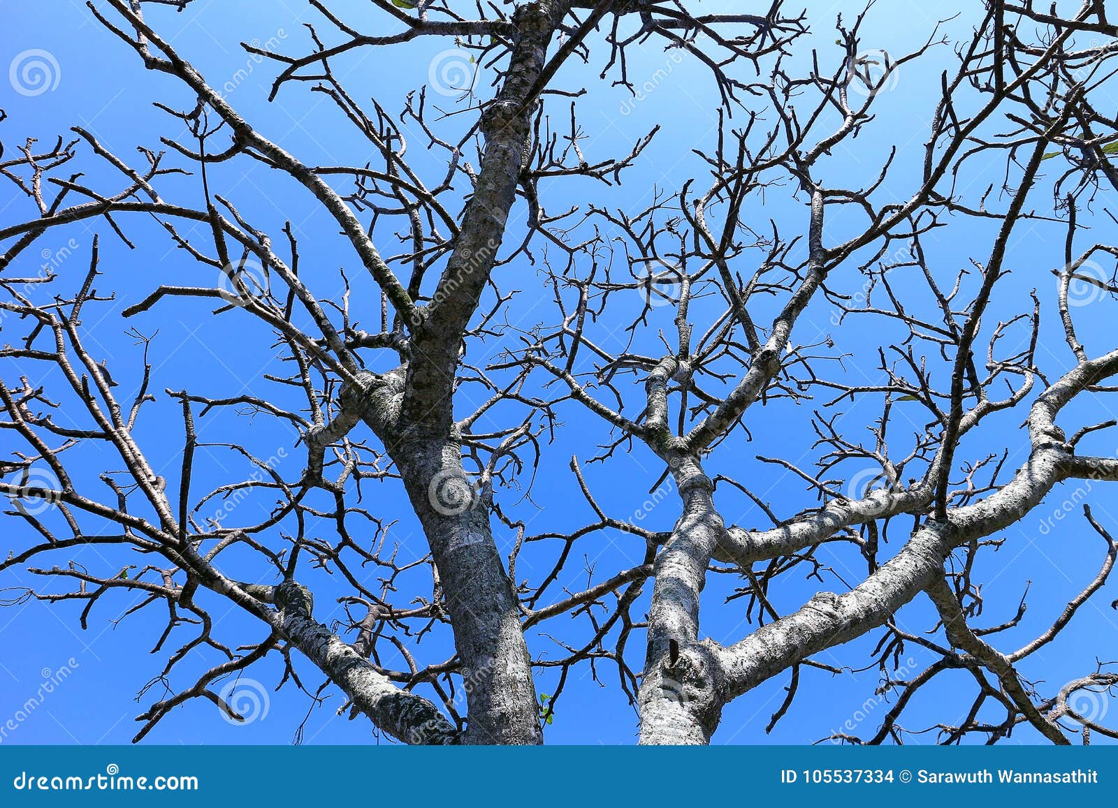 Tree branch and sky stock photo. Image of background - 105537334