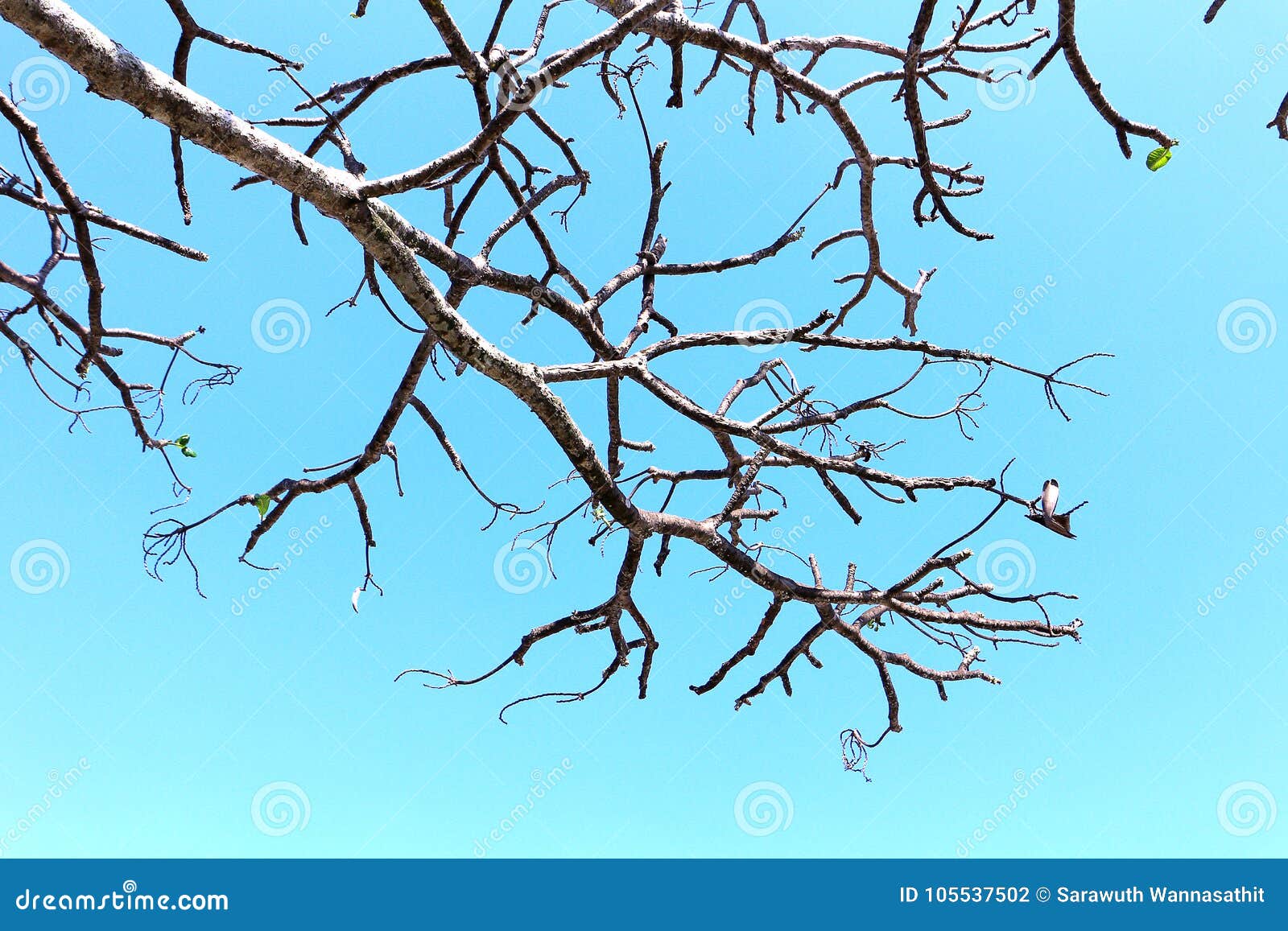 Tree branch and sky stock photo. Image of nature, branch - 105537502