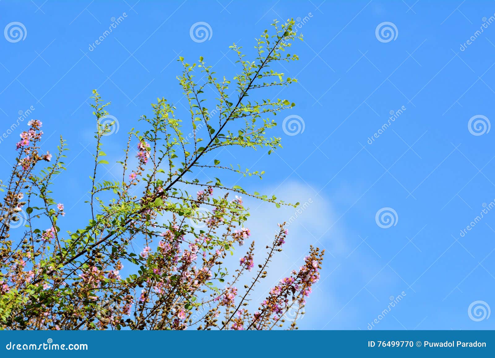 Tree branch and sky stock photo. Image of blue, color - 76499770