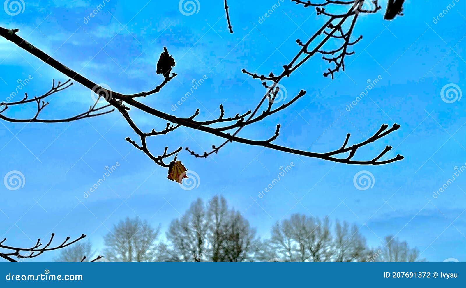 Tree branch in the sky stock photo. Image of tree, line - 207691372