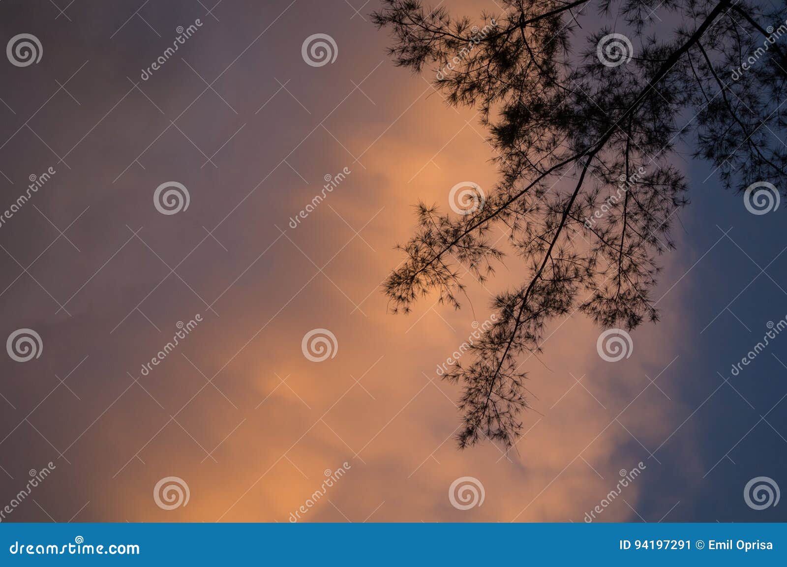 Tree branch and sky stock image. Image of light, cloudscape - 94197291