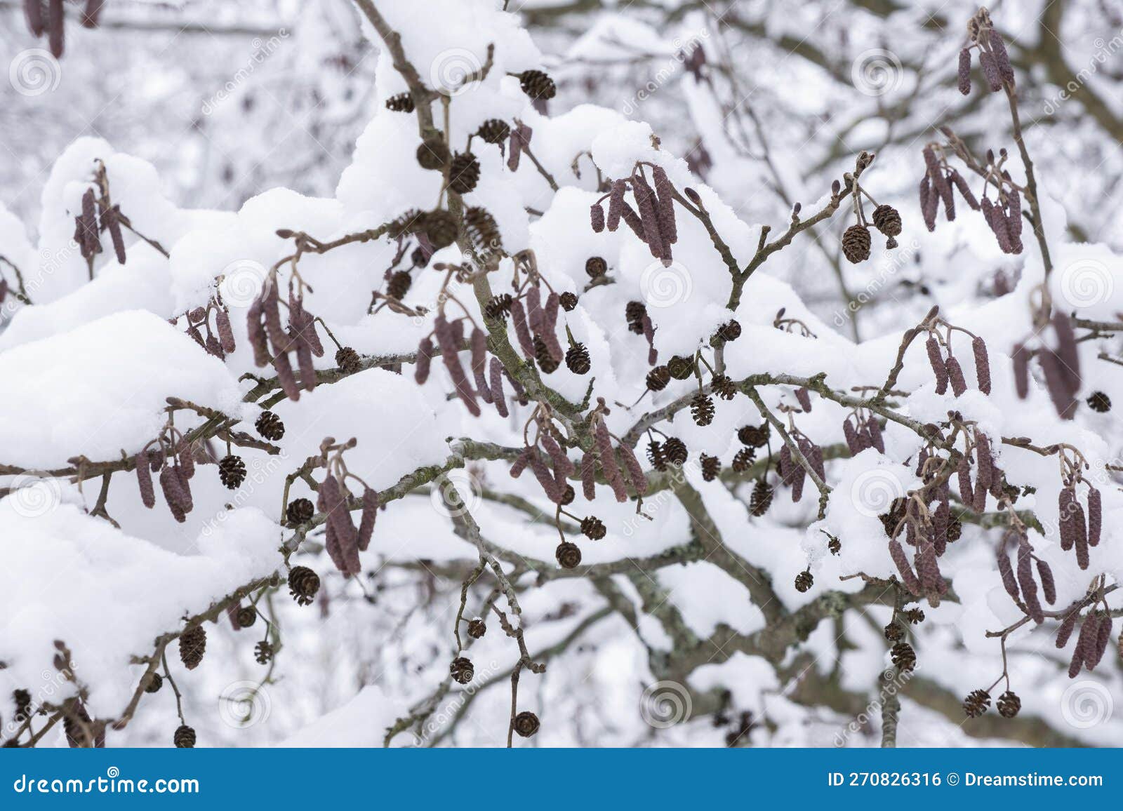 Tree branch under snow stock photo. Image of tree, branch - 270826316