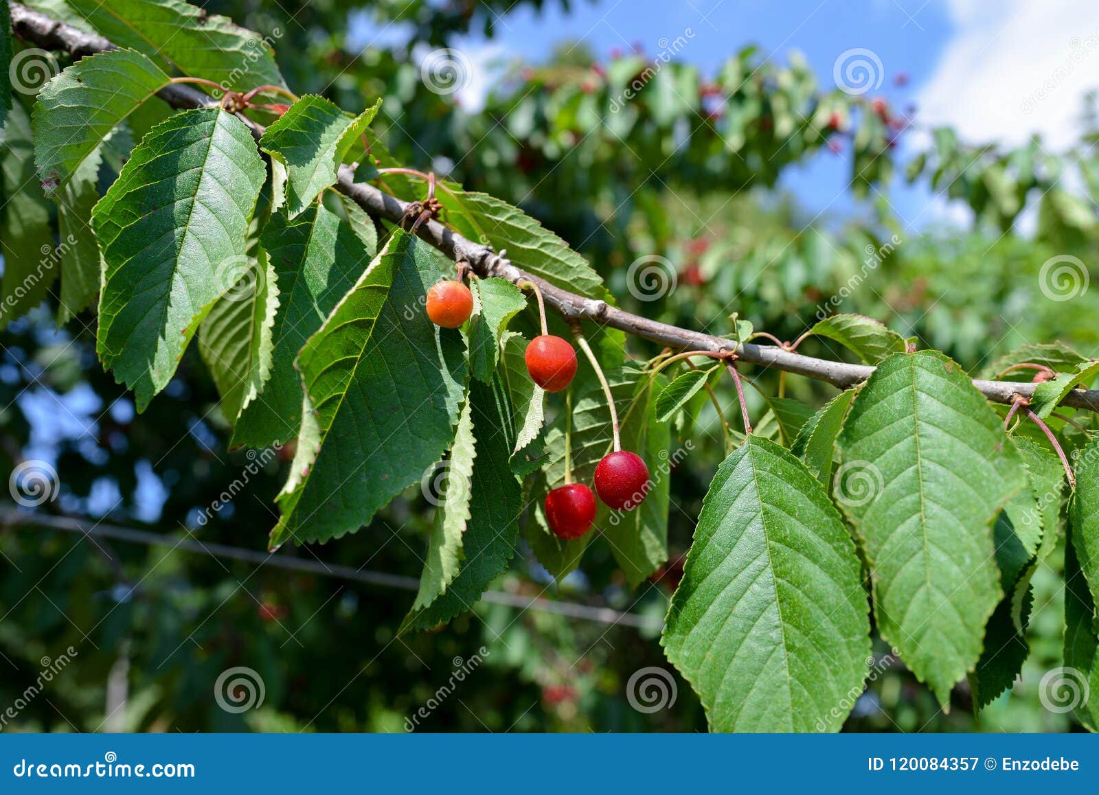 Tree Branch with Small Red Berries Stock Image - Image of ripe, fresh ...