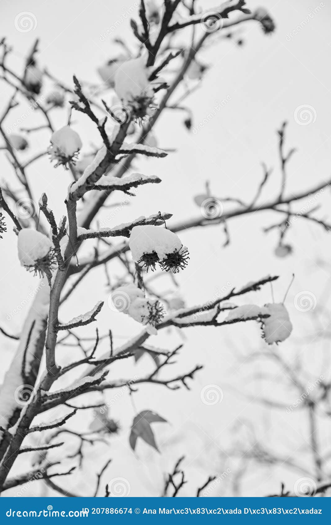 Tree branch with snow stock photo. Image of branch, light - 207886674