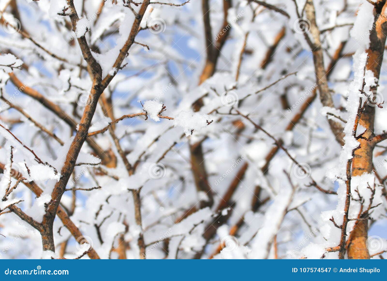 Tree Branch in the Snow in the Winter Stock Image - Image of straws ...