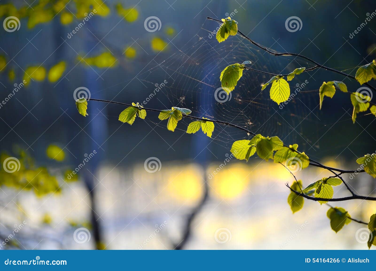 Tree Branch with Spider Web Close Up Stock Photo - Image of hazel ...