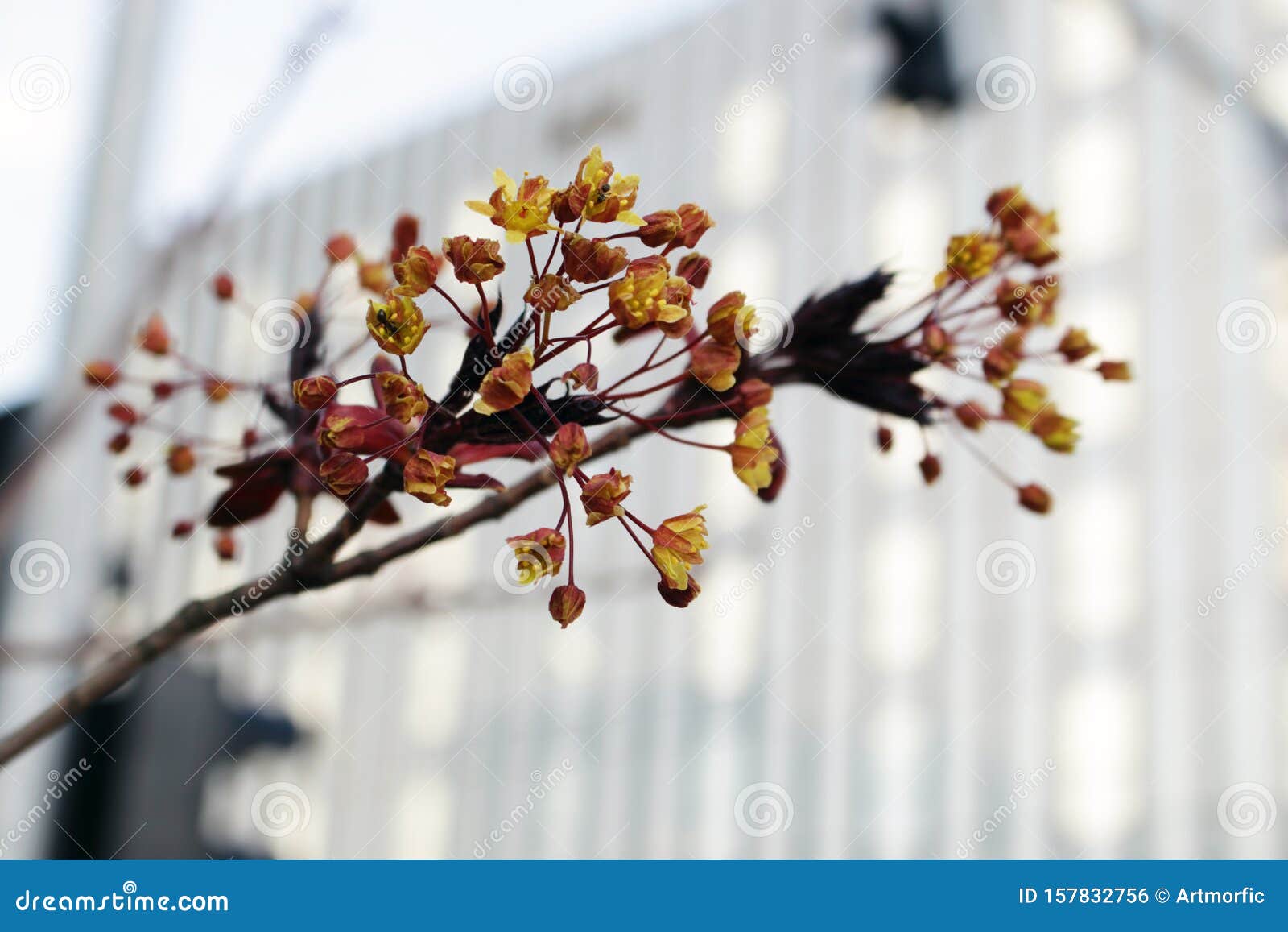 Tree Branch Spring Bloom on Blurred Modern Building Background Stock ...