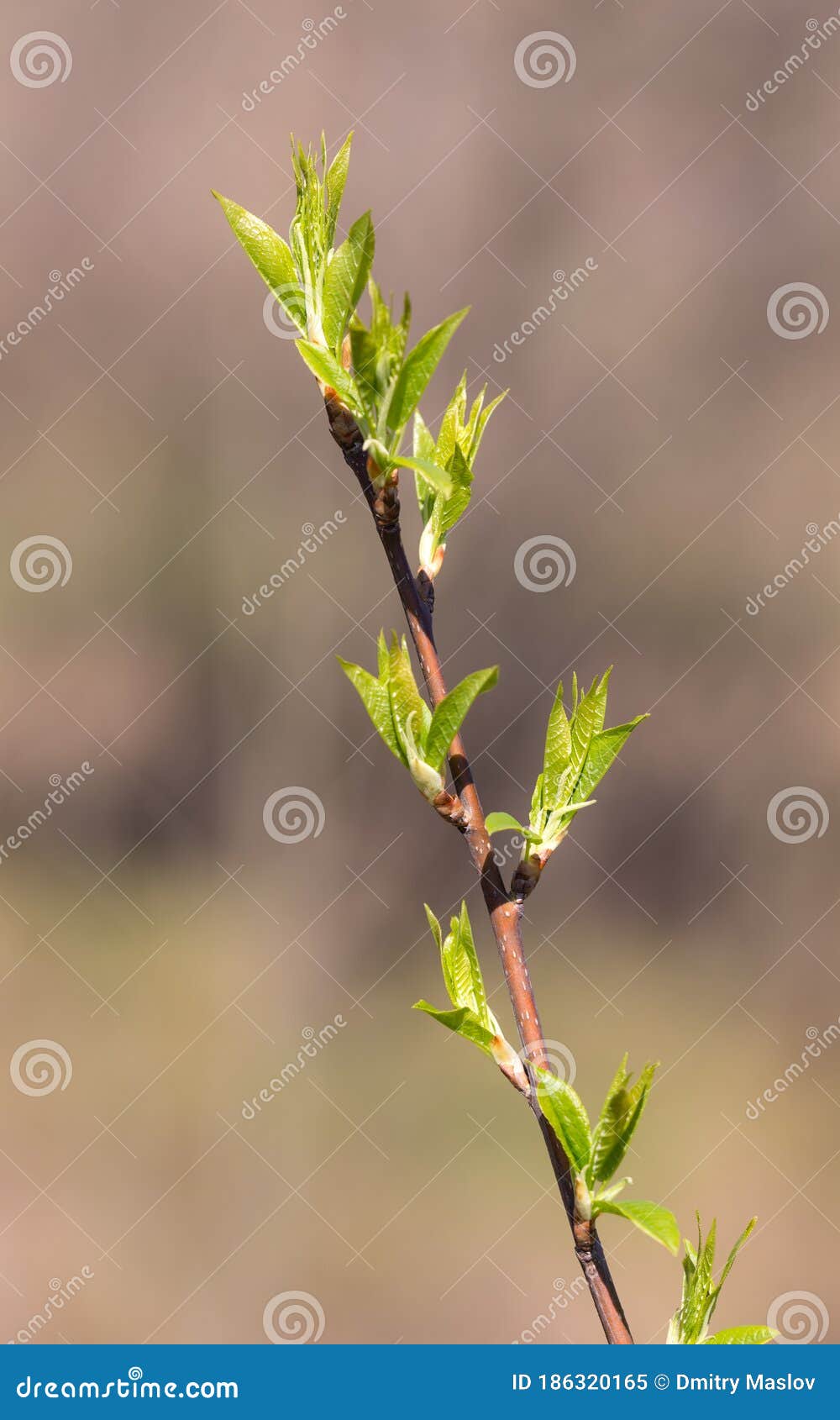 Tree Branch in Spring Closeup Stock Image - Image of flora, outdoor ...