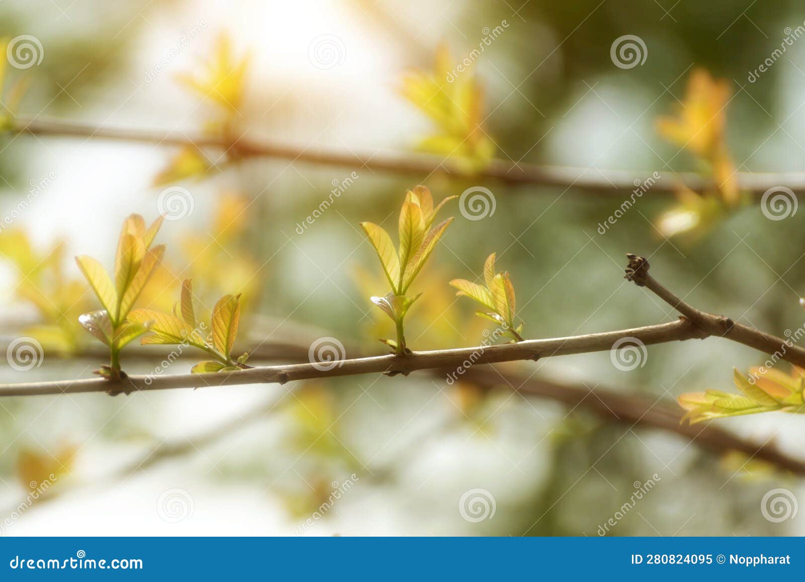 Tree Branch in the Spring Season Stock Image - Image of light, foliage ...