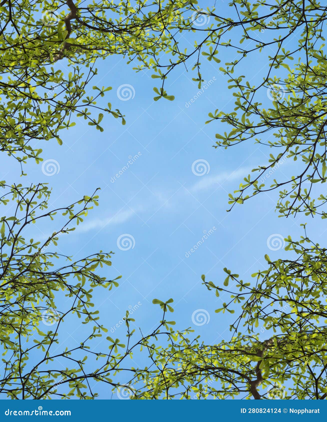 Tree Branch in the Spring Season Stock Photo - Image of environment ...