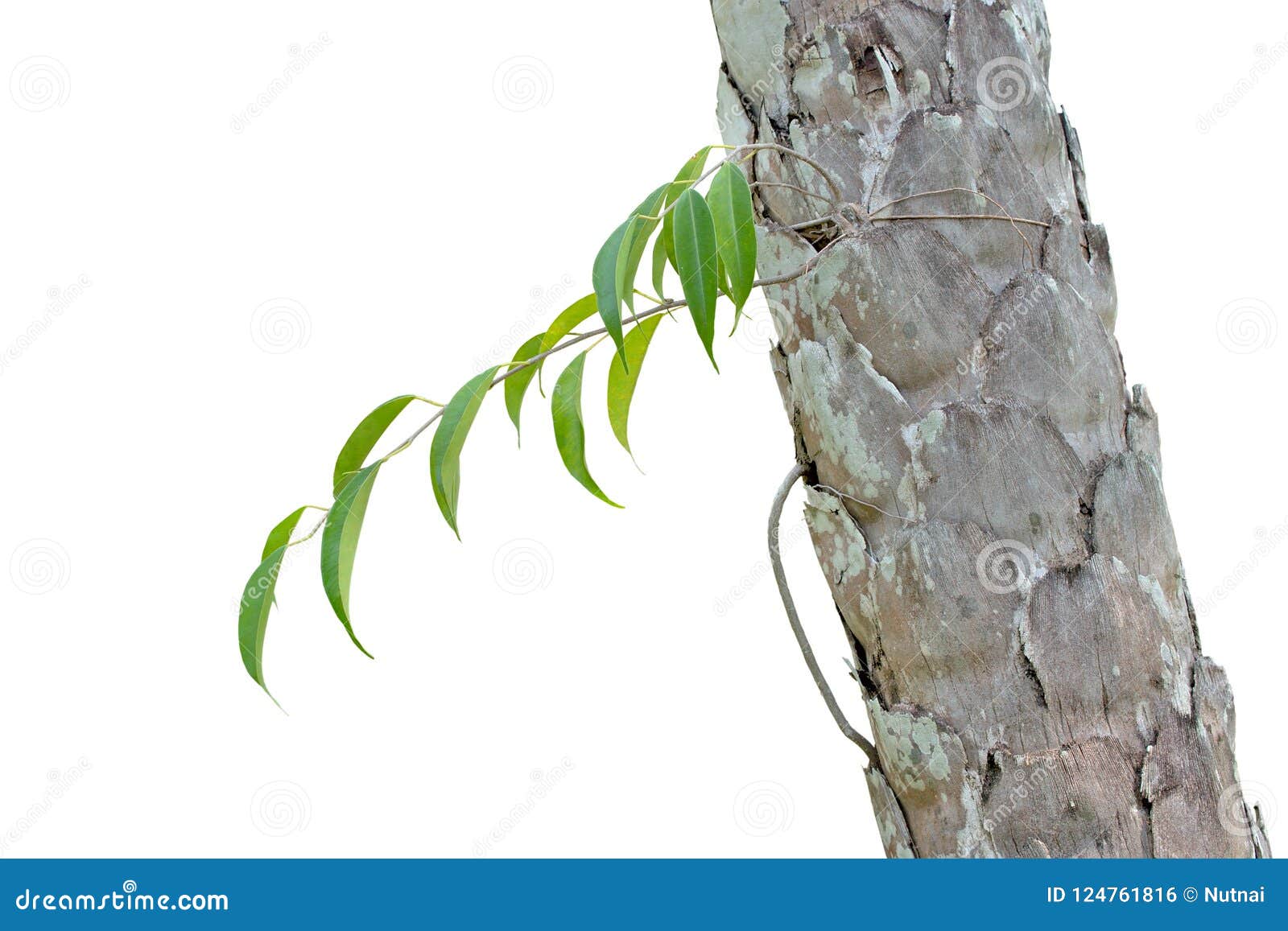 Tree Branch Sprout Isolated Stock Photo - Image of park, nature: 124761816