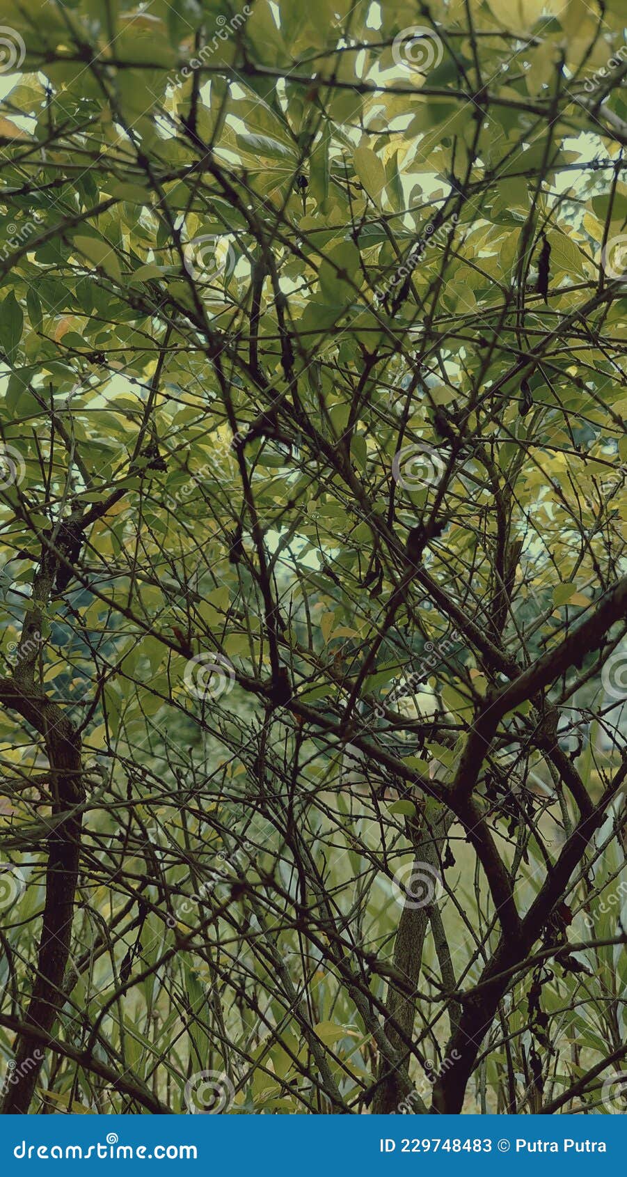 A Tree Branch that Stands Strong Stock Image - Image of stands, trunk ...