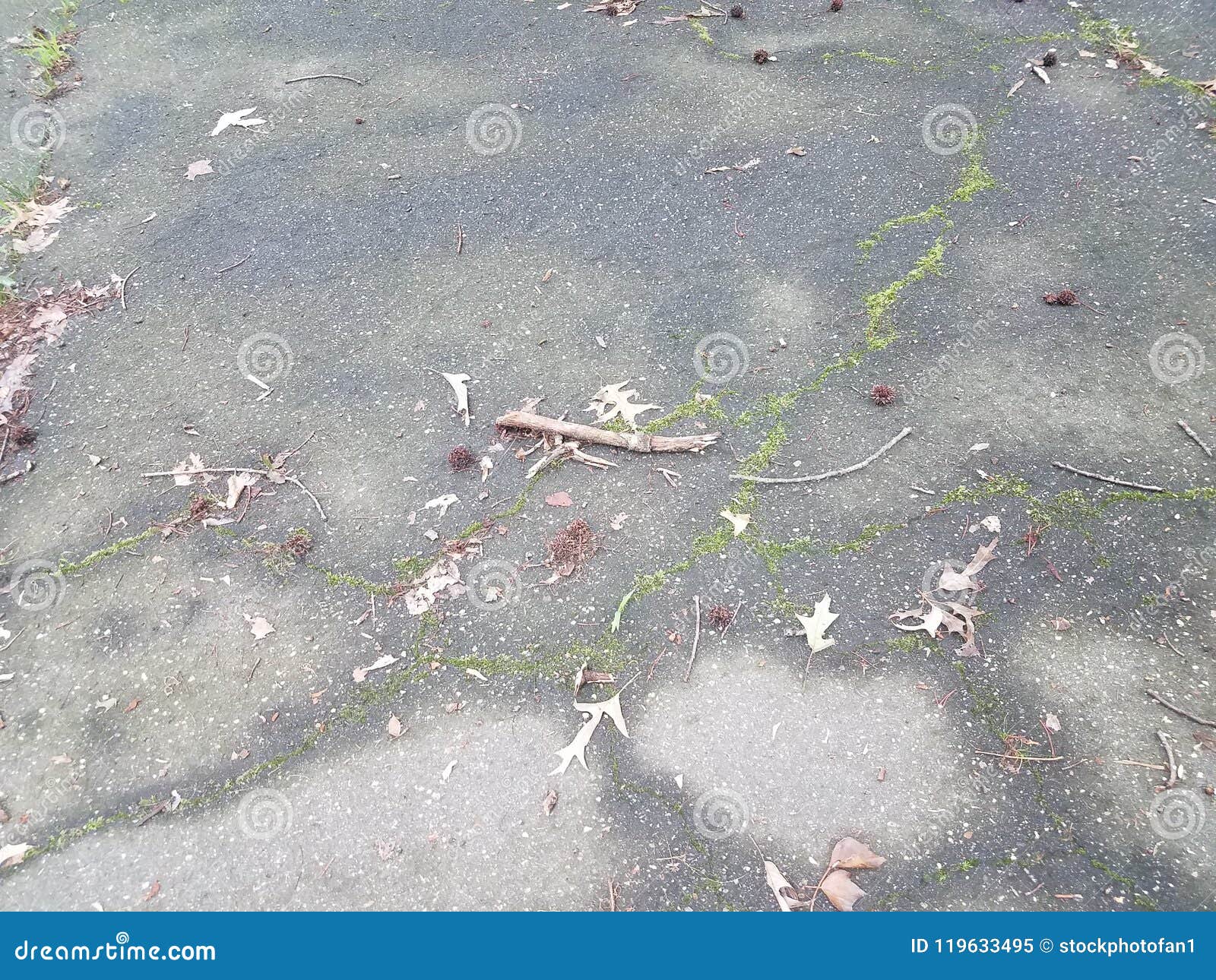 Tree Branch on Asphalt Path or Road Stock Image - Image of pavement ...