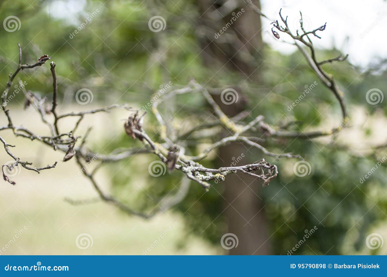 A Tree with a Branch Sticking Out - Soft Focus. Stock Photo - Image of ...