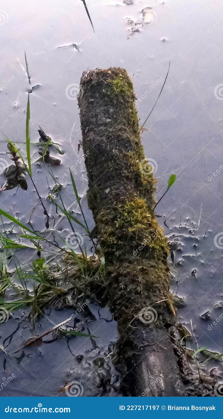 Tree branch in a stream stock image. Image of wildlife - 227217197