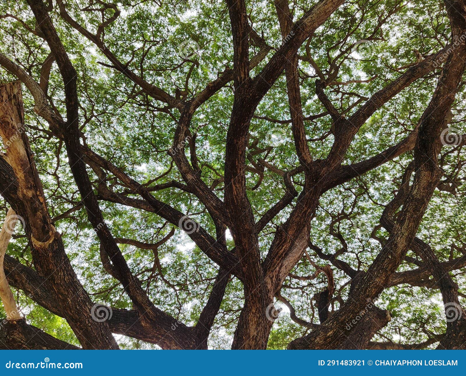 Tree Branch Structure when Viewed from Below Stock Image - Image of ...