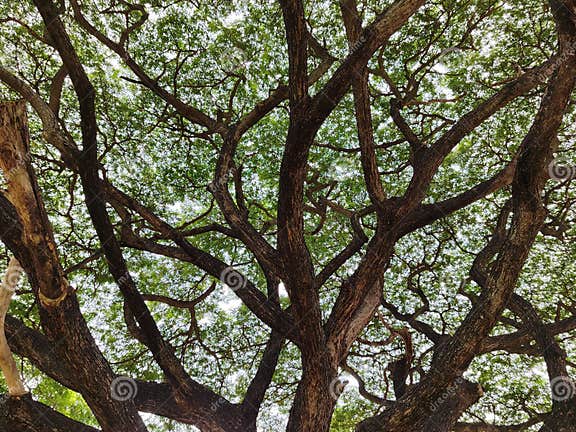 Tree Branch Structure when Viewed from Below Stock Image - Image of ...