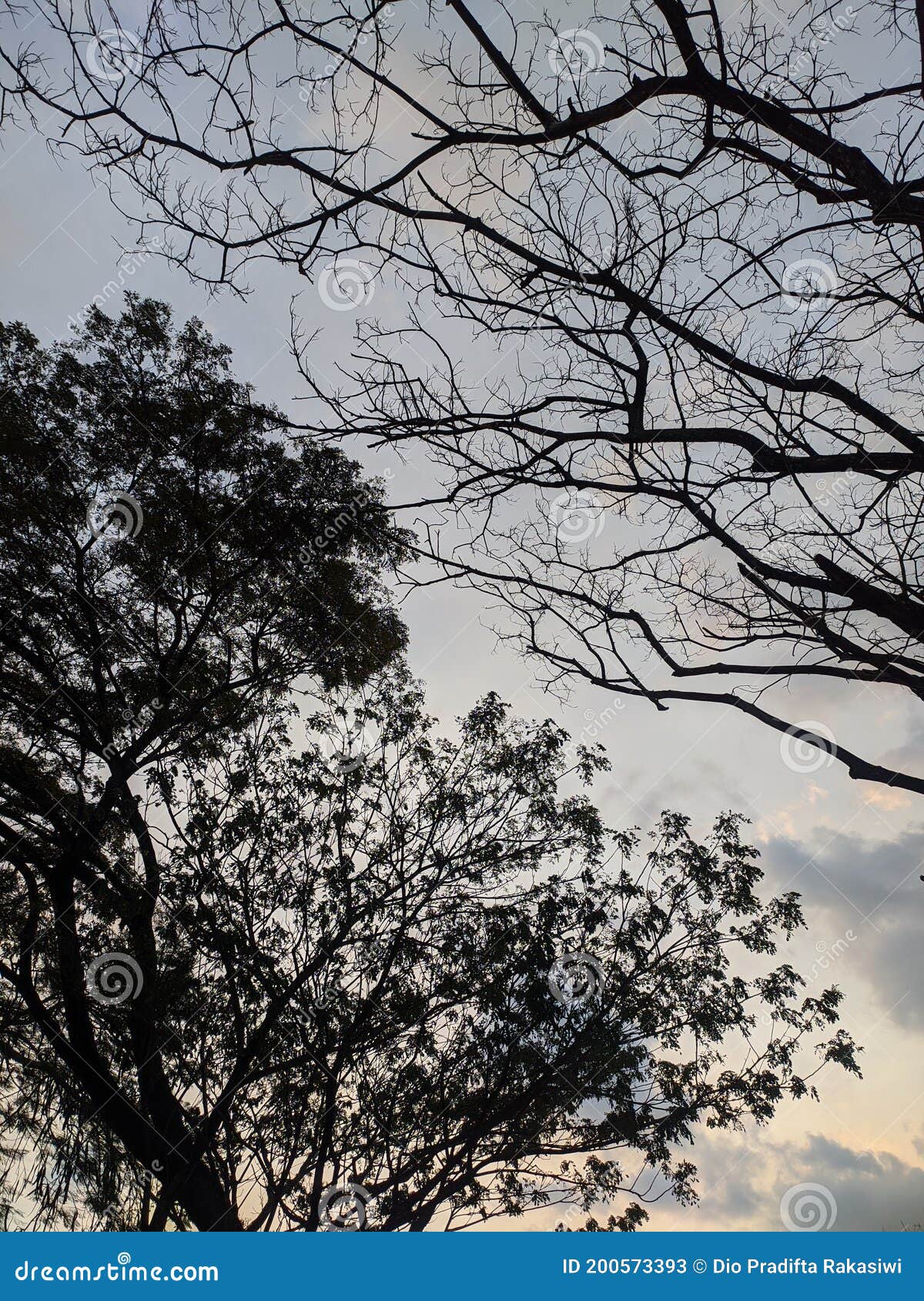 Tree branch with sunset stock image. Image of leaf, sunset - 200573393