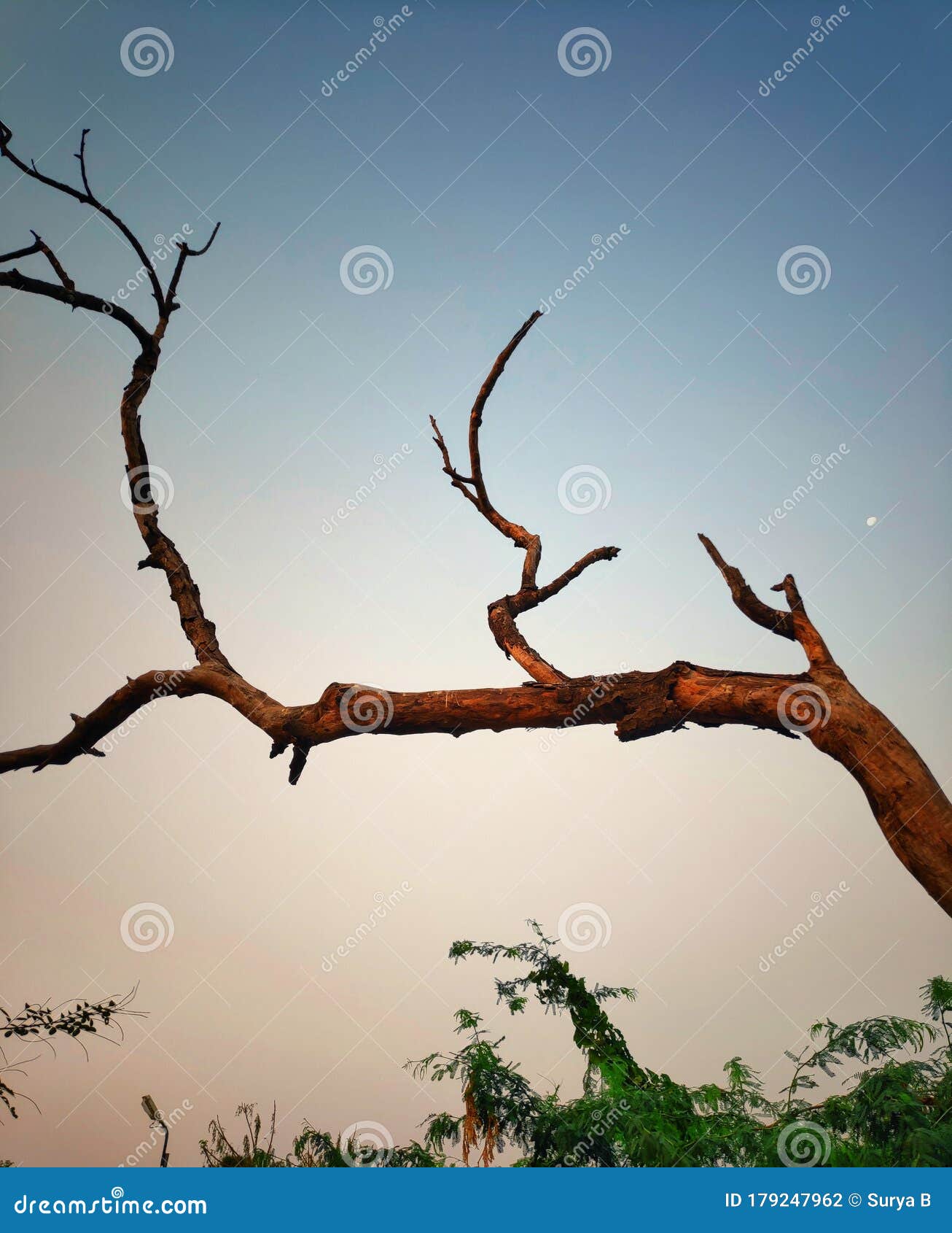 Tree Branch during Sunset Perfect Evening Stock Photo - Image of branch ...