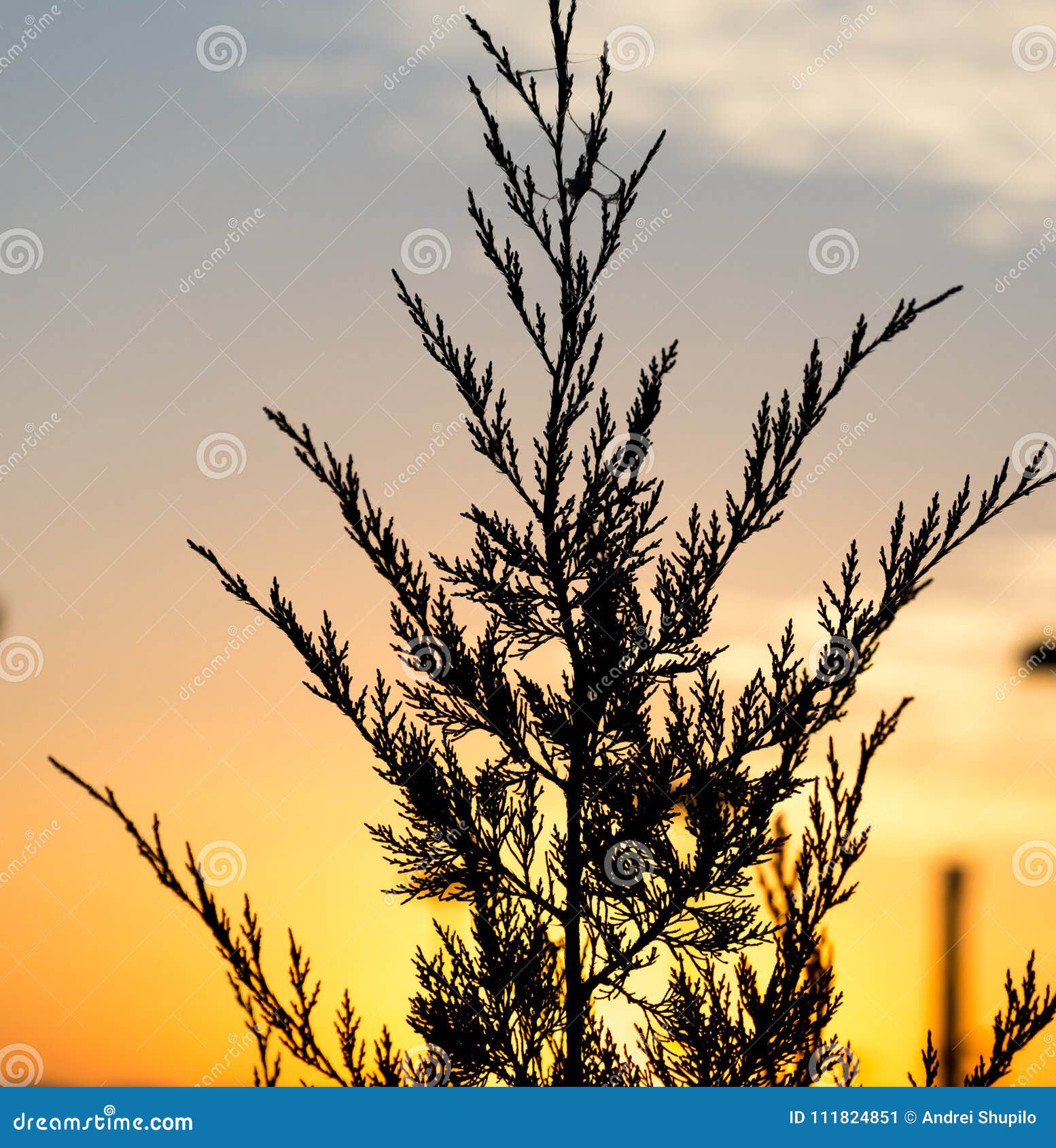 Tree branch at sunset stock image. Image of sunrise - 111824851