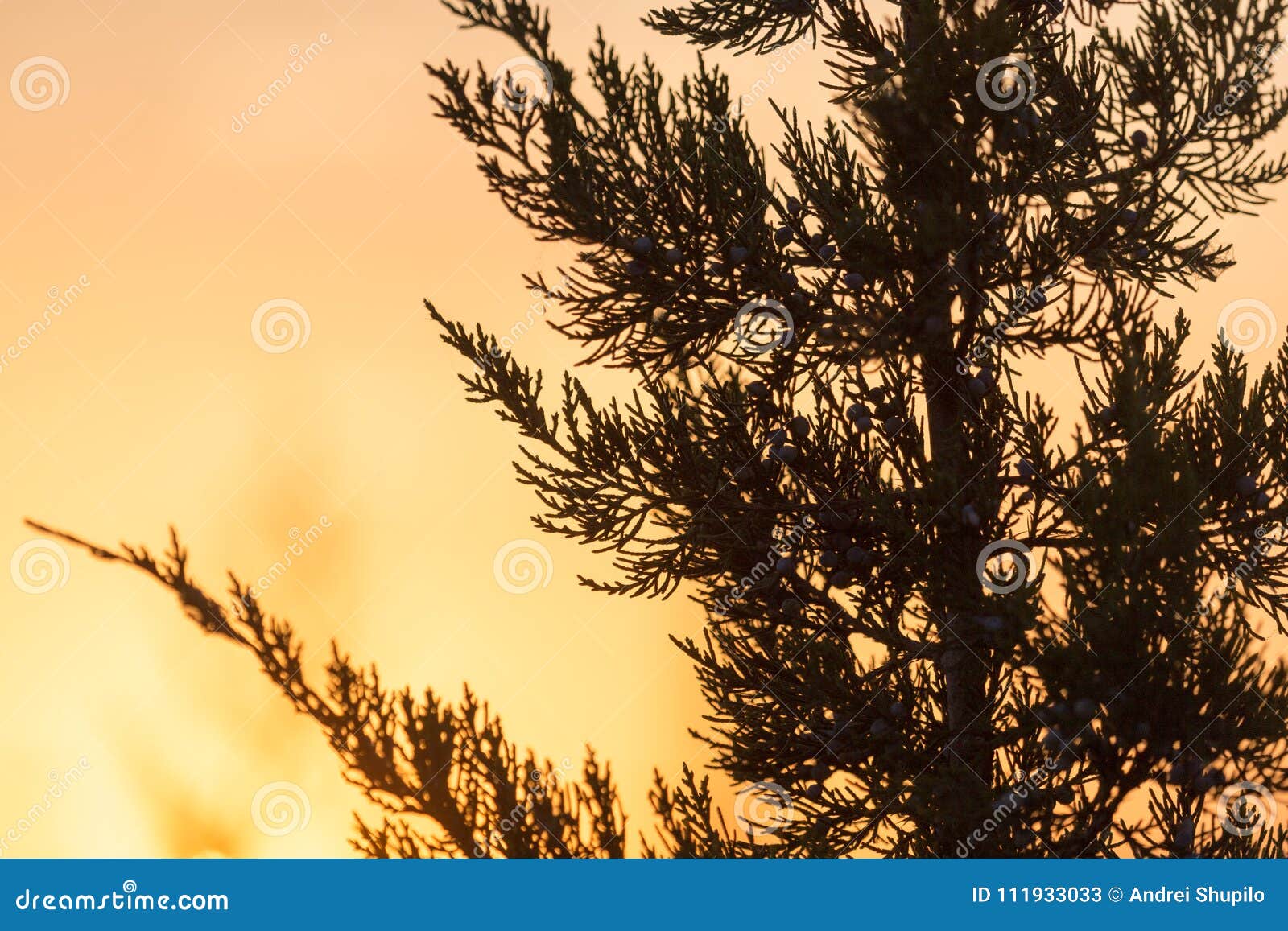 Tree branch at sunset stock image. Image of summer, trees - 111933033